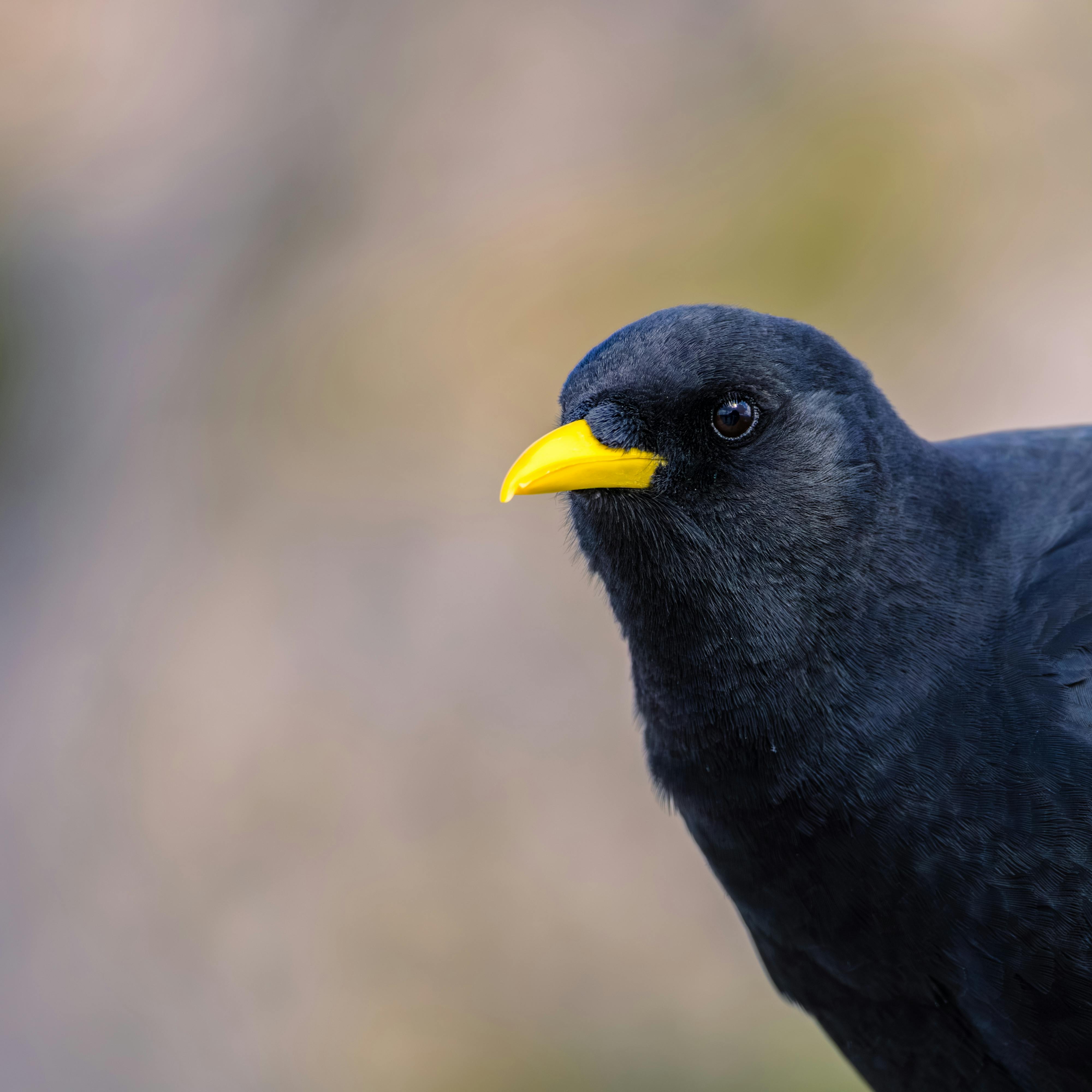 Portrait of Alpine Chough Bird · Free Stock Photo