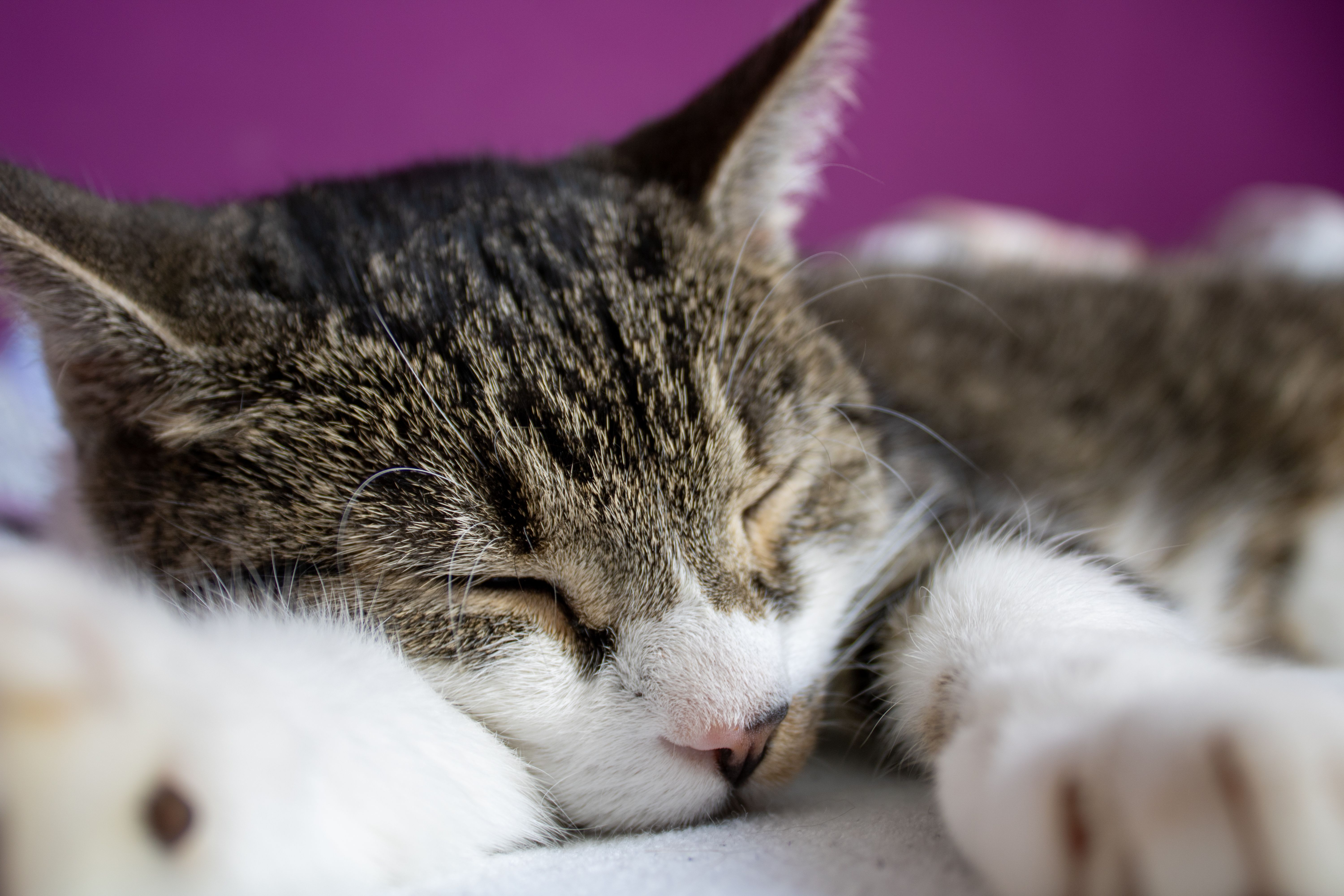 Katzen Katze Photos, Download The BEST Free Katzen Katze Stock Photos ...