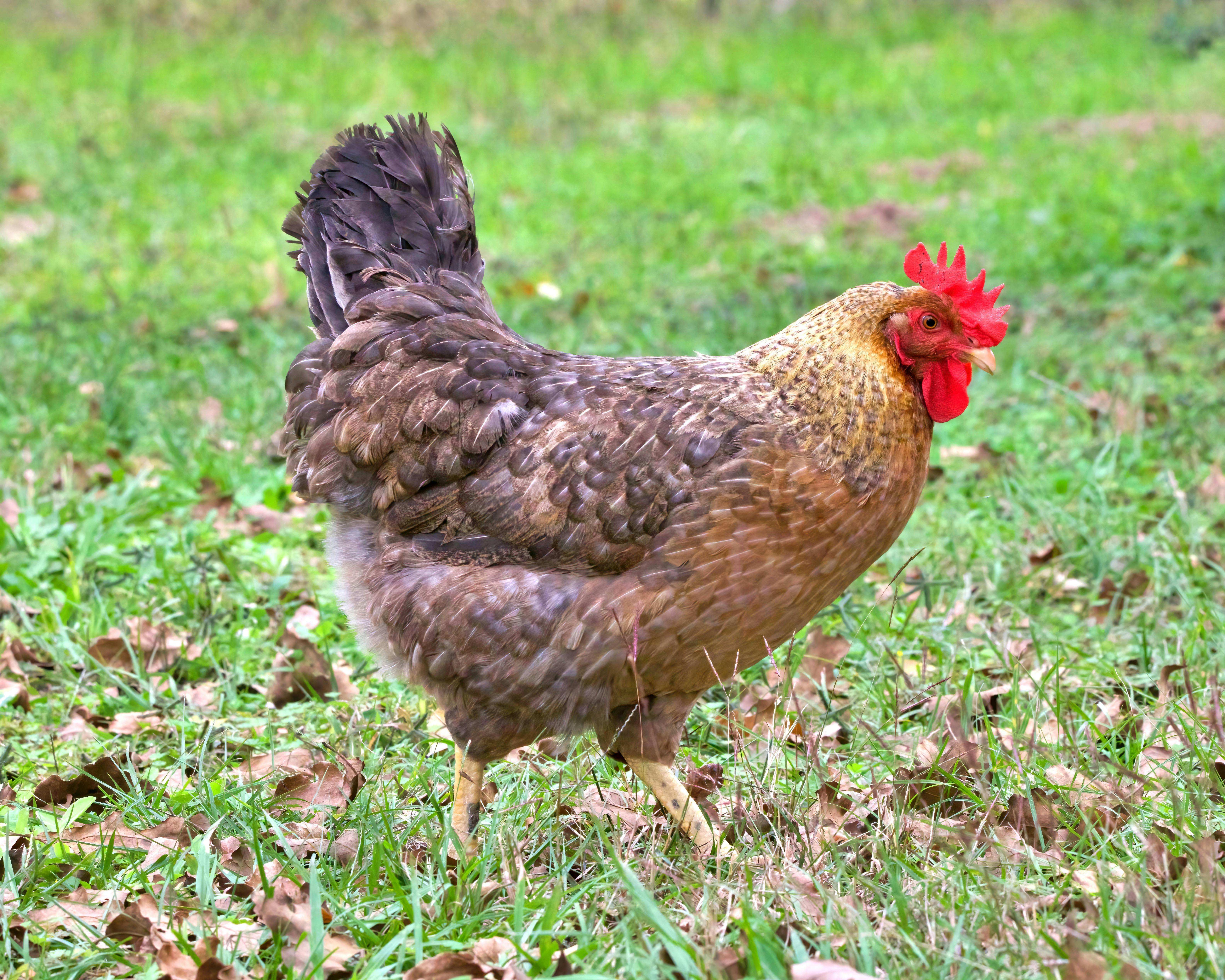 Hen on Grass · Free Stock Photo