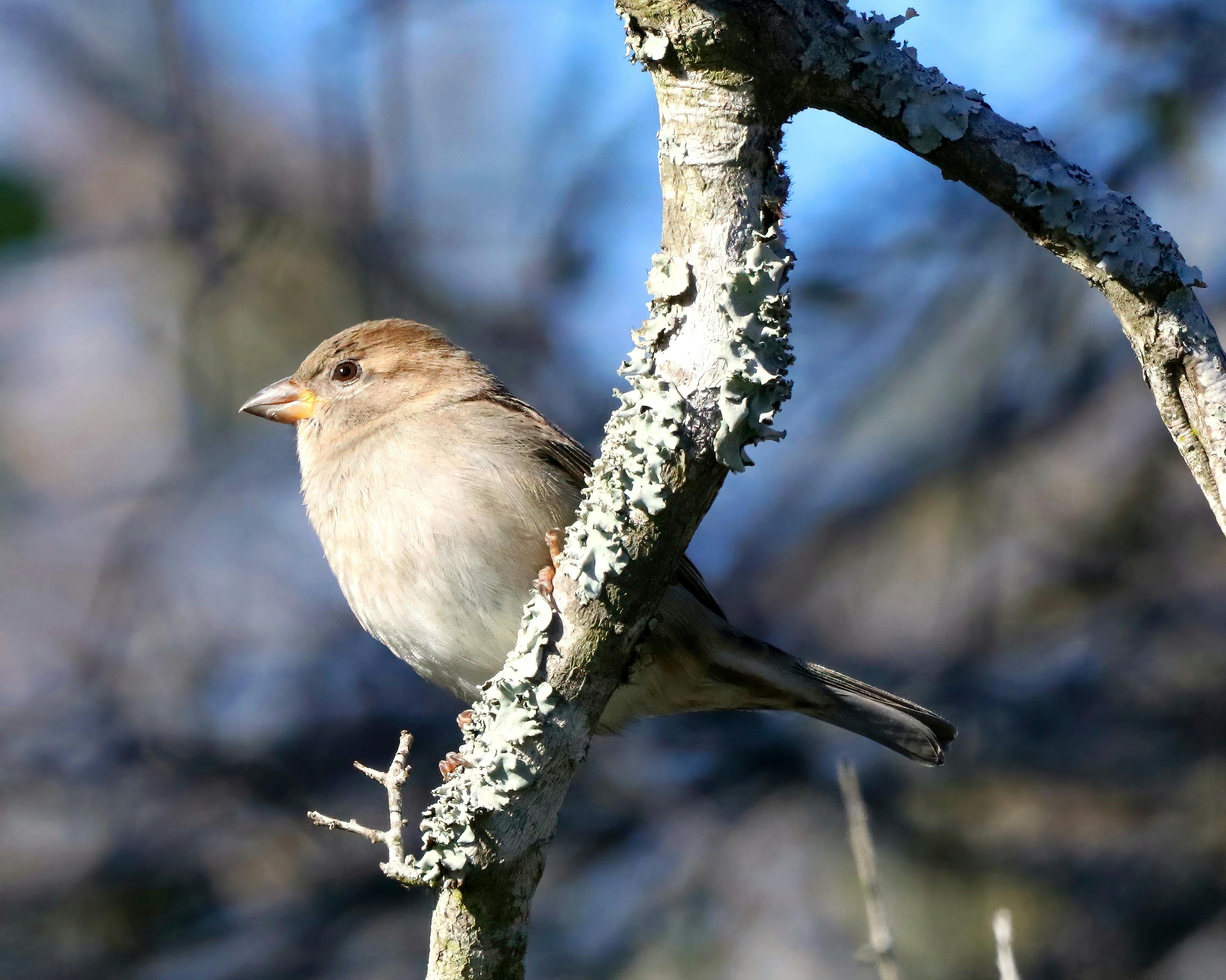 Close-up of Sahel Bush Sparrow · Free Stock Photo