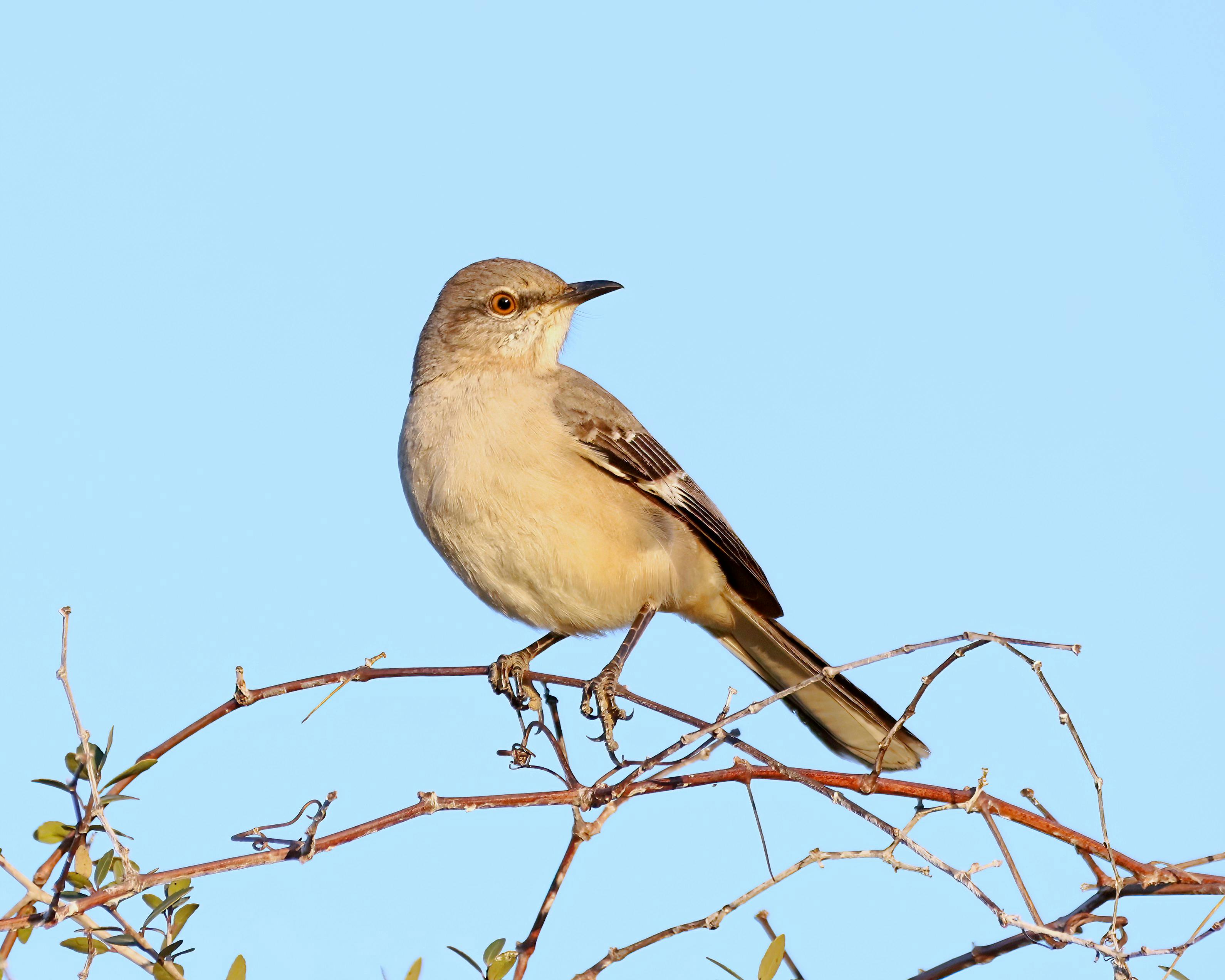 Mockingbird in Nature · Free Stock Photo