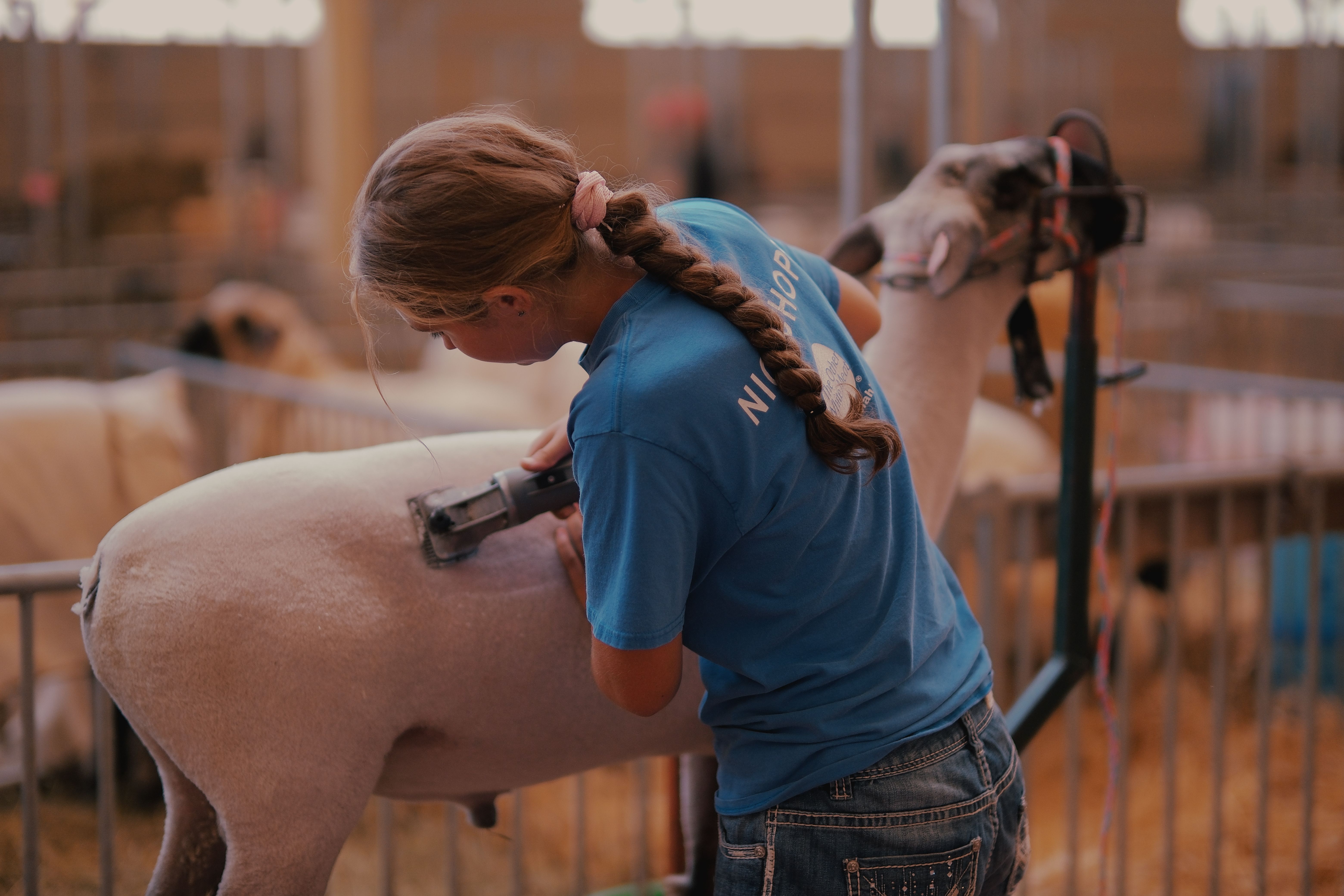 Back View of Woman Shaving Sheep · Free Stock Photo