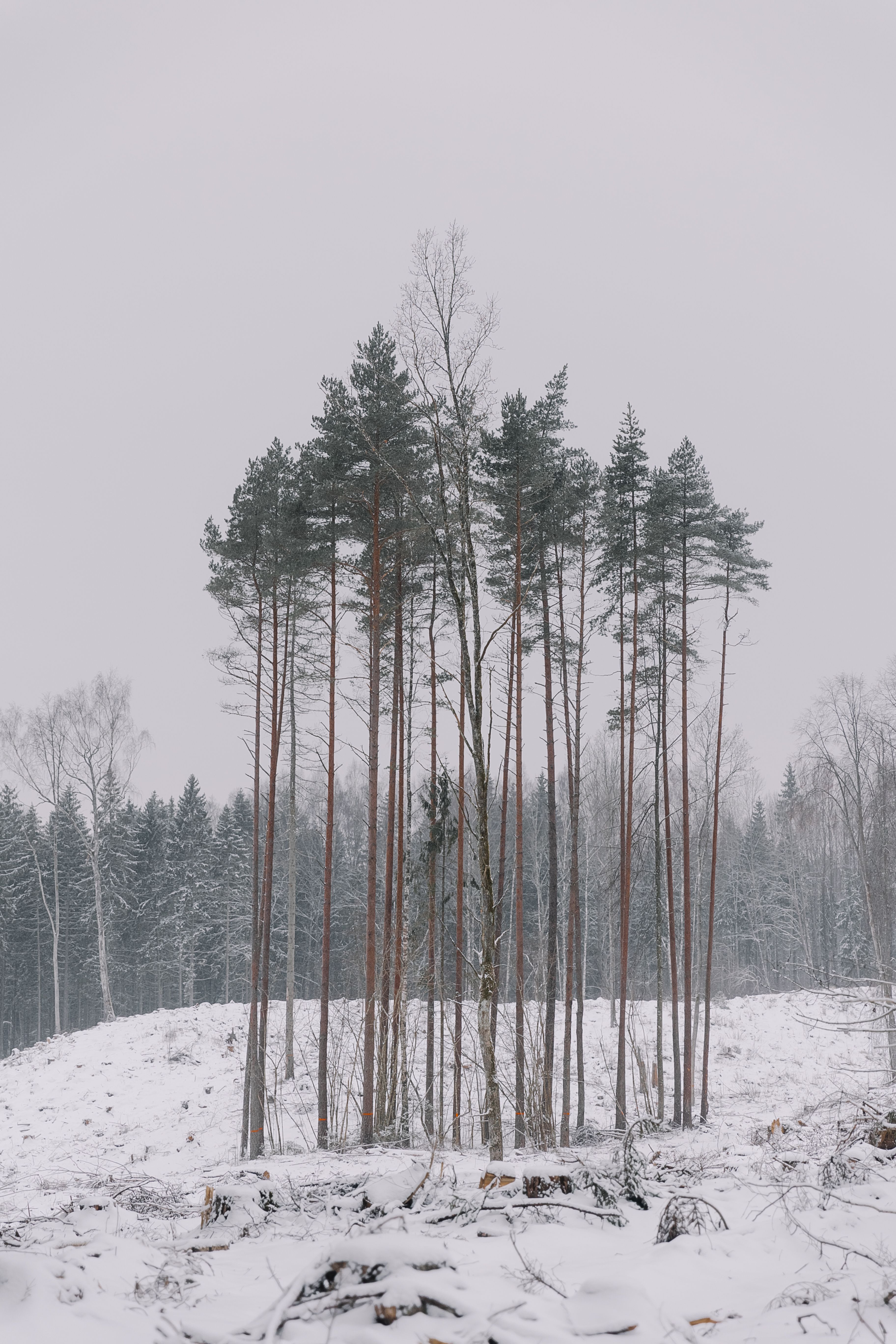 Tall, Evergreen Trees in Winter · Free Stock Photo