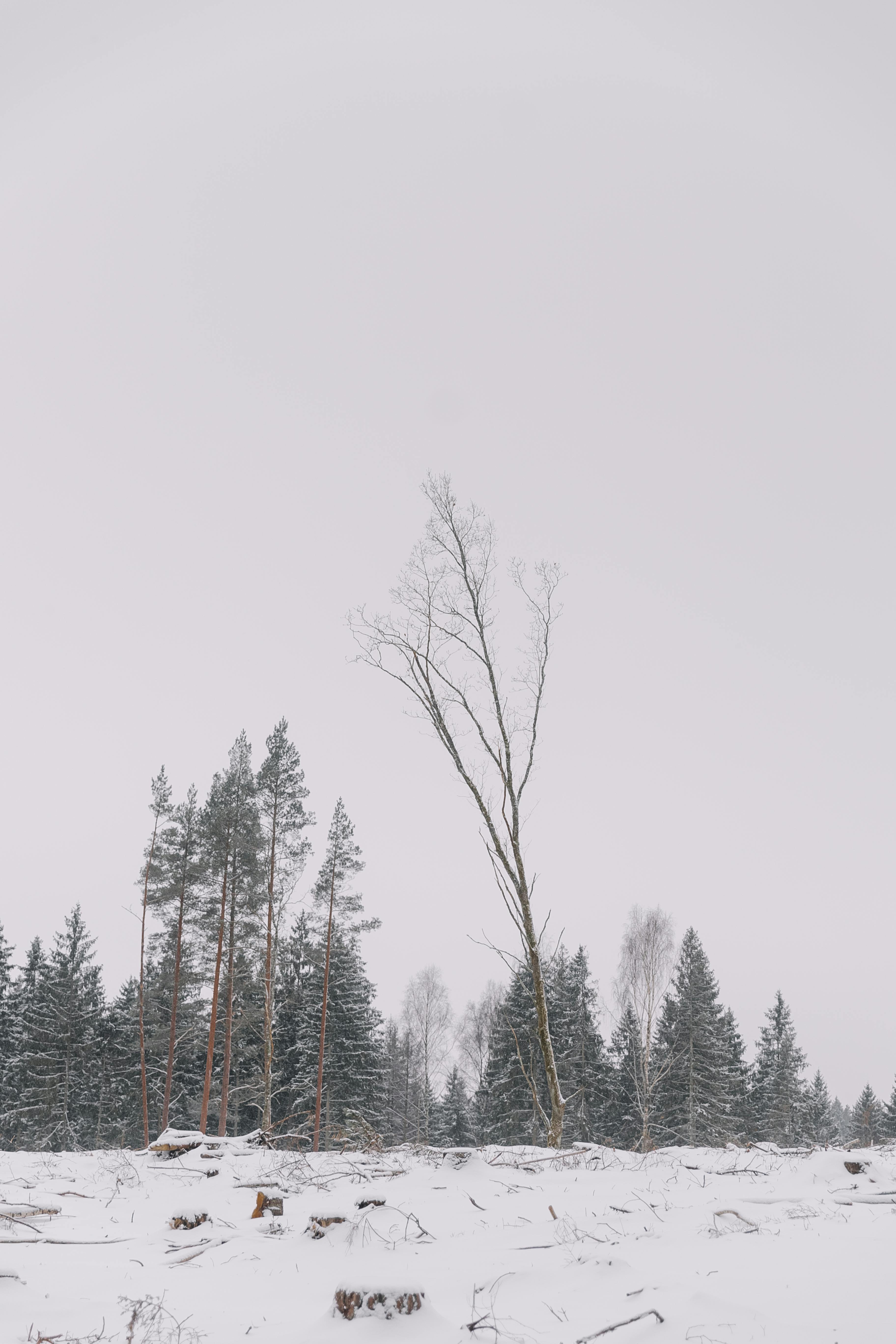 A lone tree in the snow with a snow covered ground · Free Stock Photo
