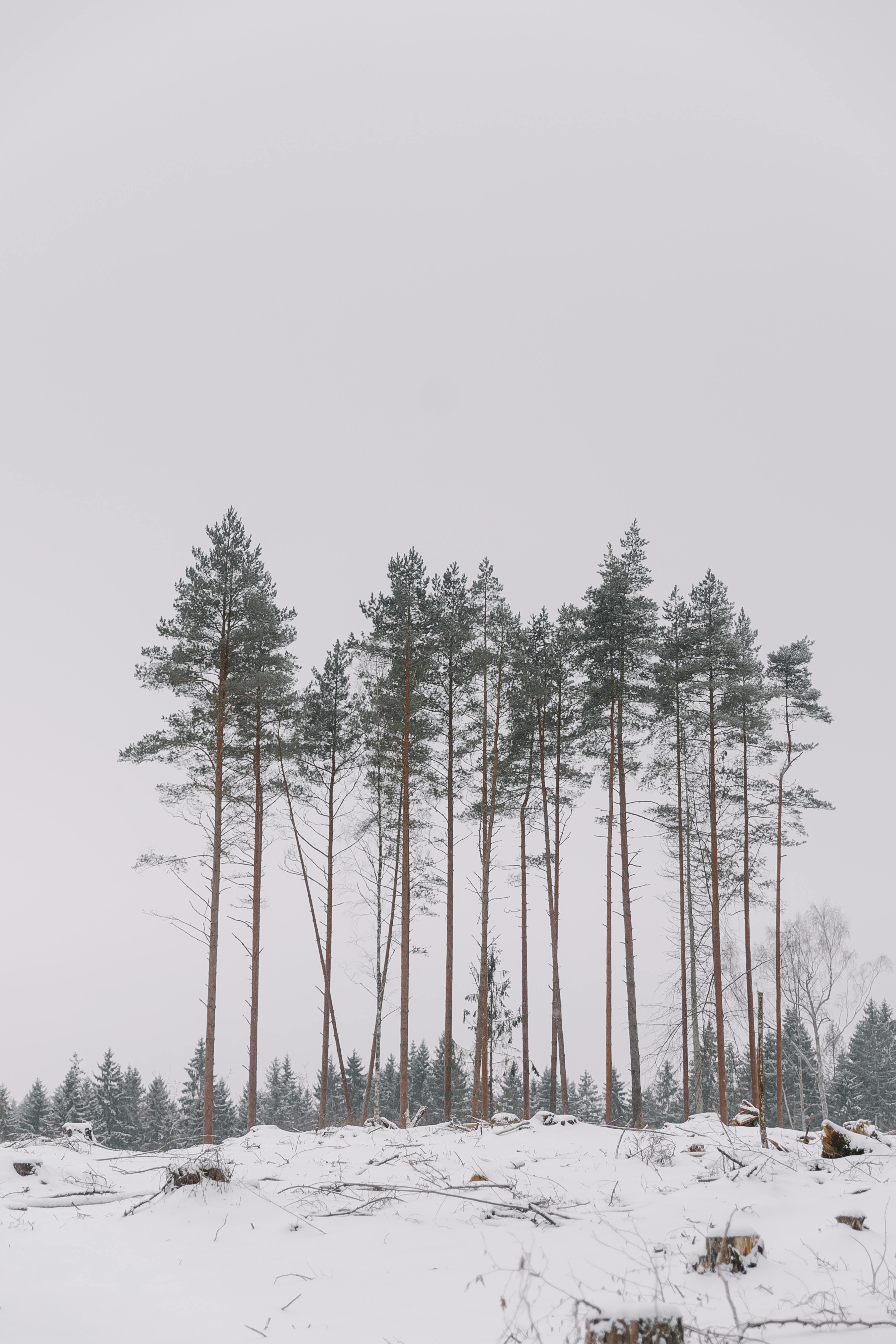 Evergreen Trees in Winter · Free Stock Photo