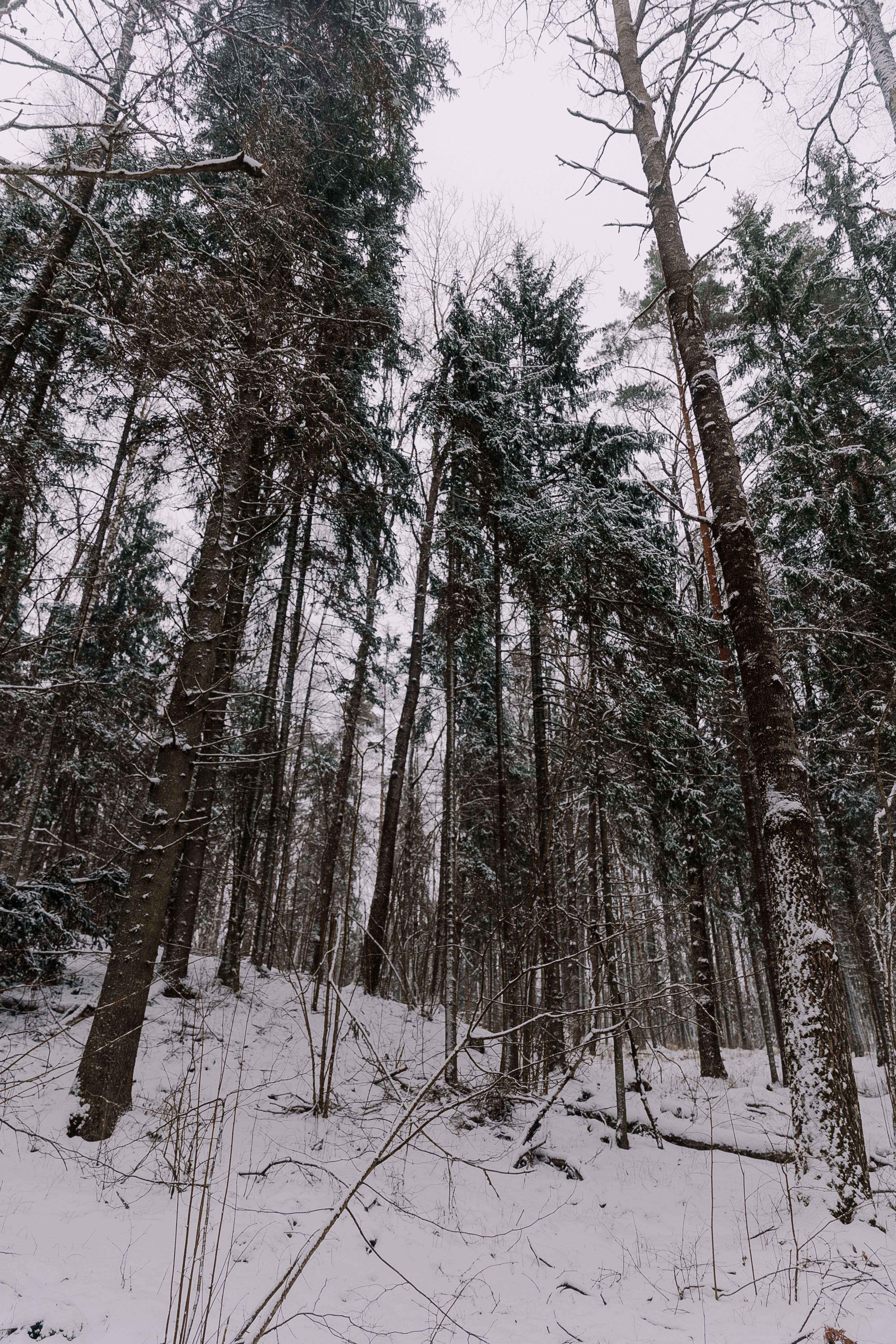 A snowy forest with tall trees and snow · Free Stock Photo