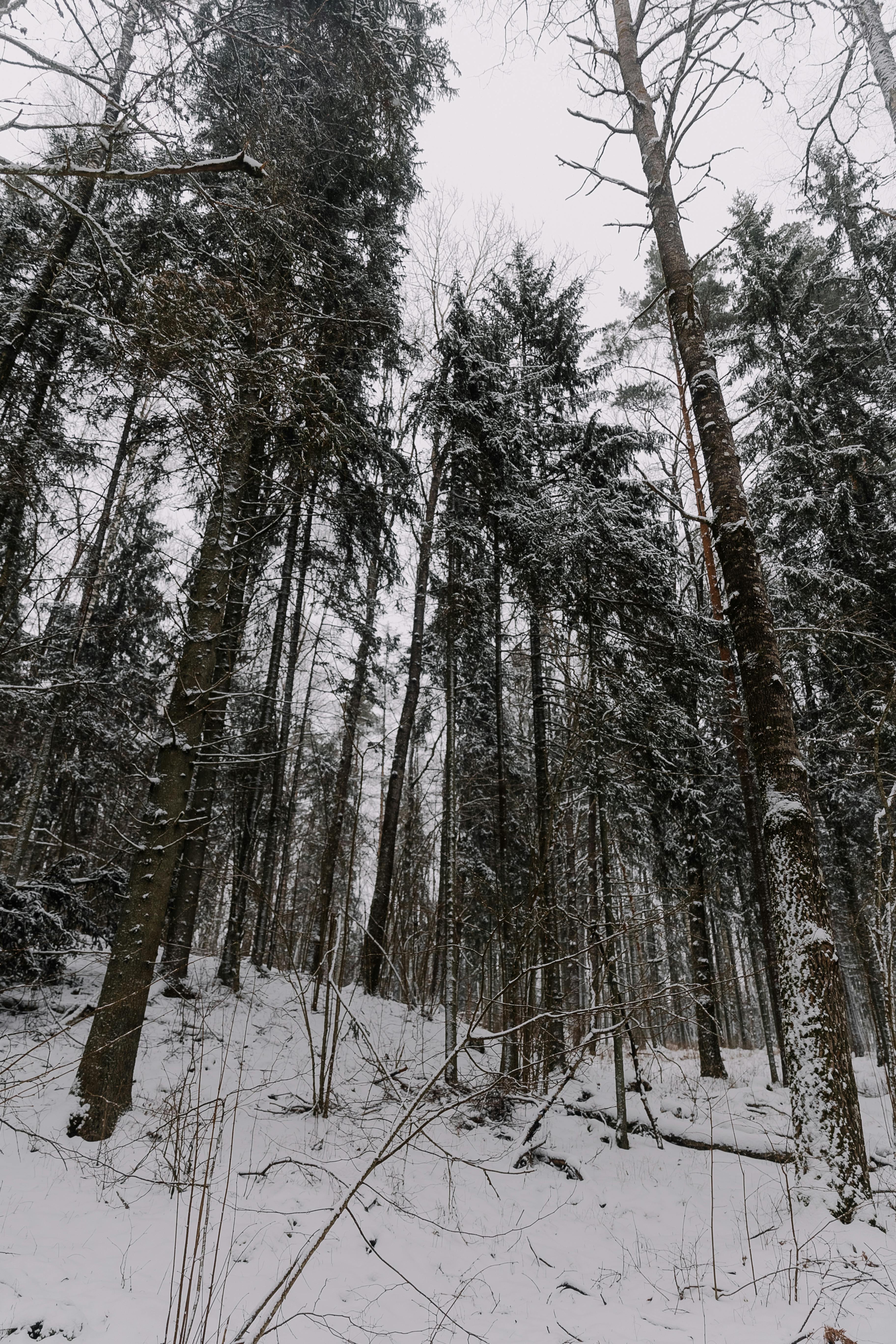 Tall Trees in Forest in Winter · Free Stock Photo