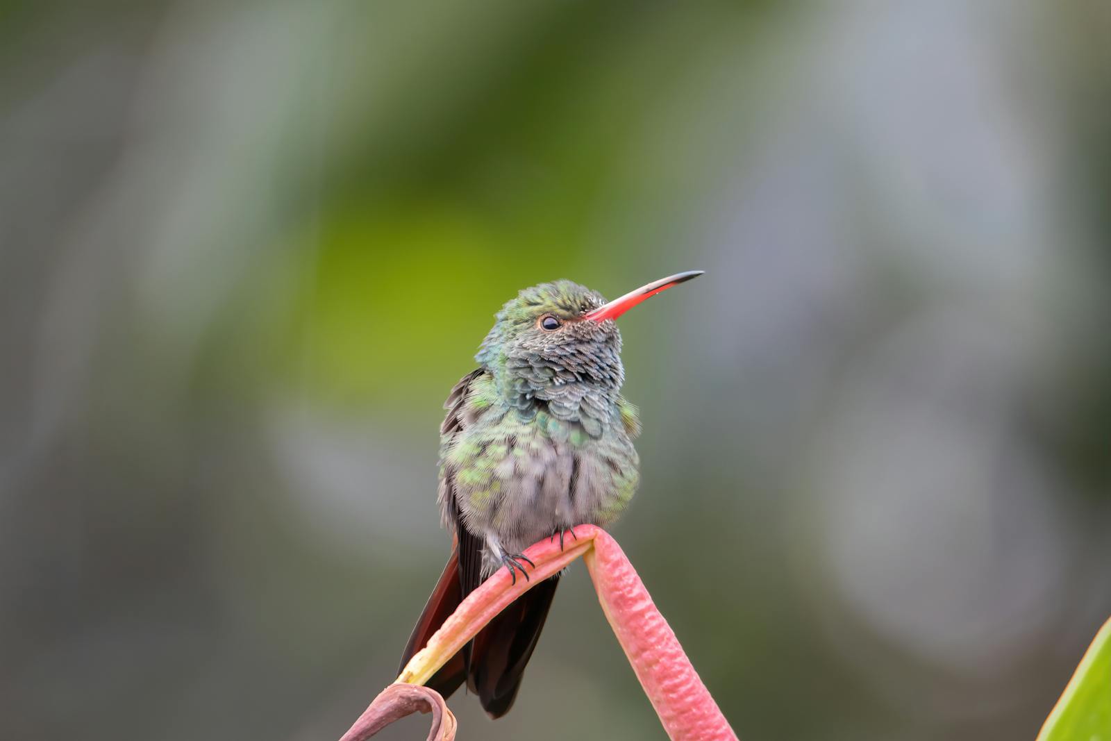 Indian Hummingbird Photos, Download The BEST Free Indian Hummingbird ...