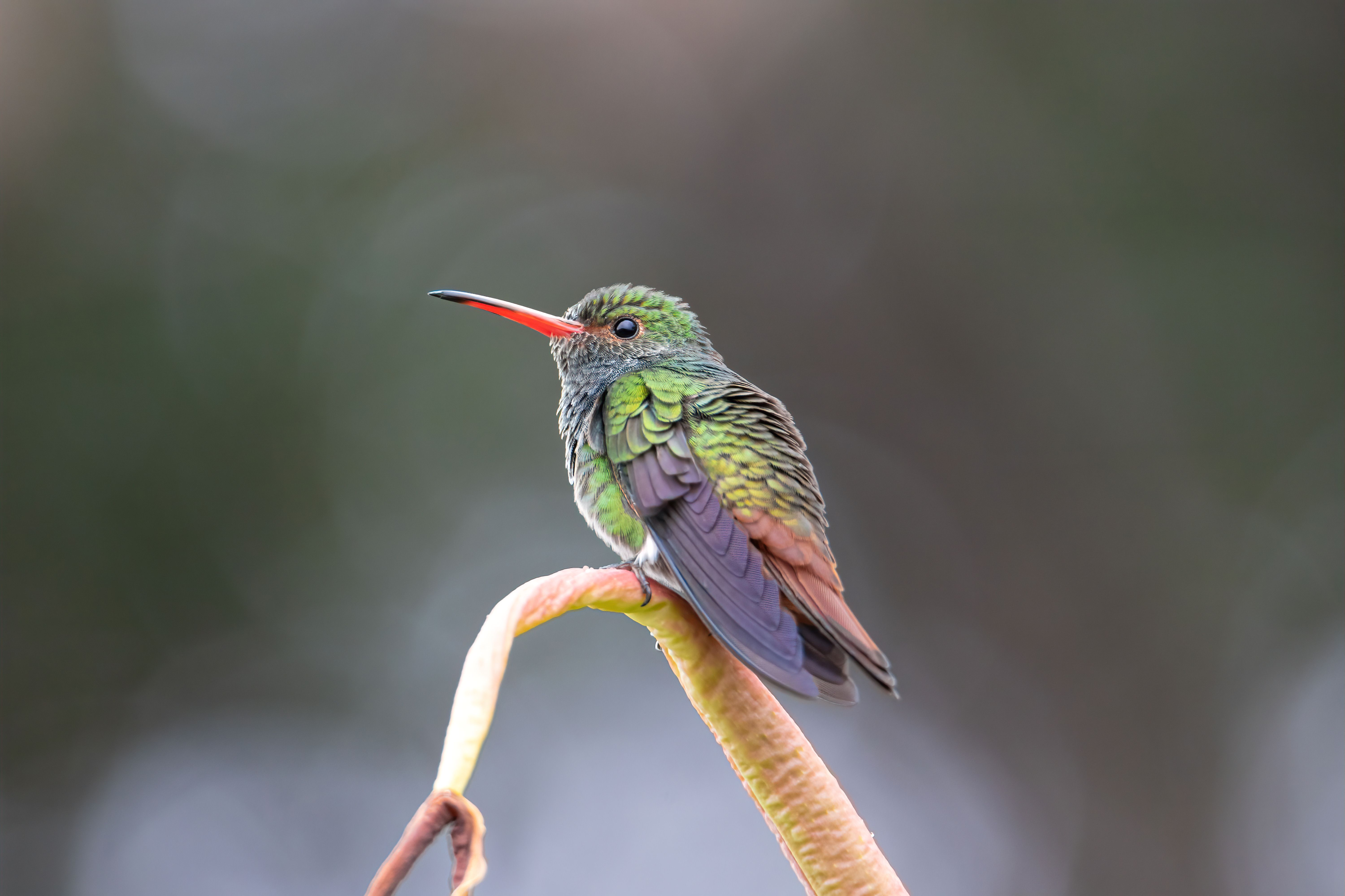 Grean Screan Nnature Photos, Download The BEST Free Grean Screan ...