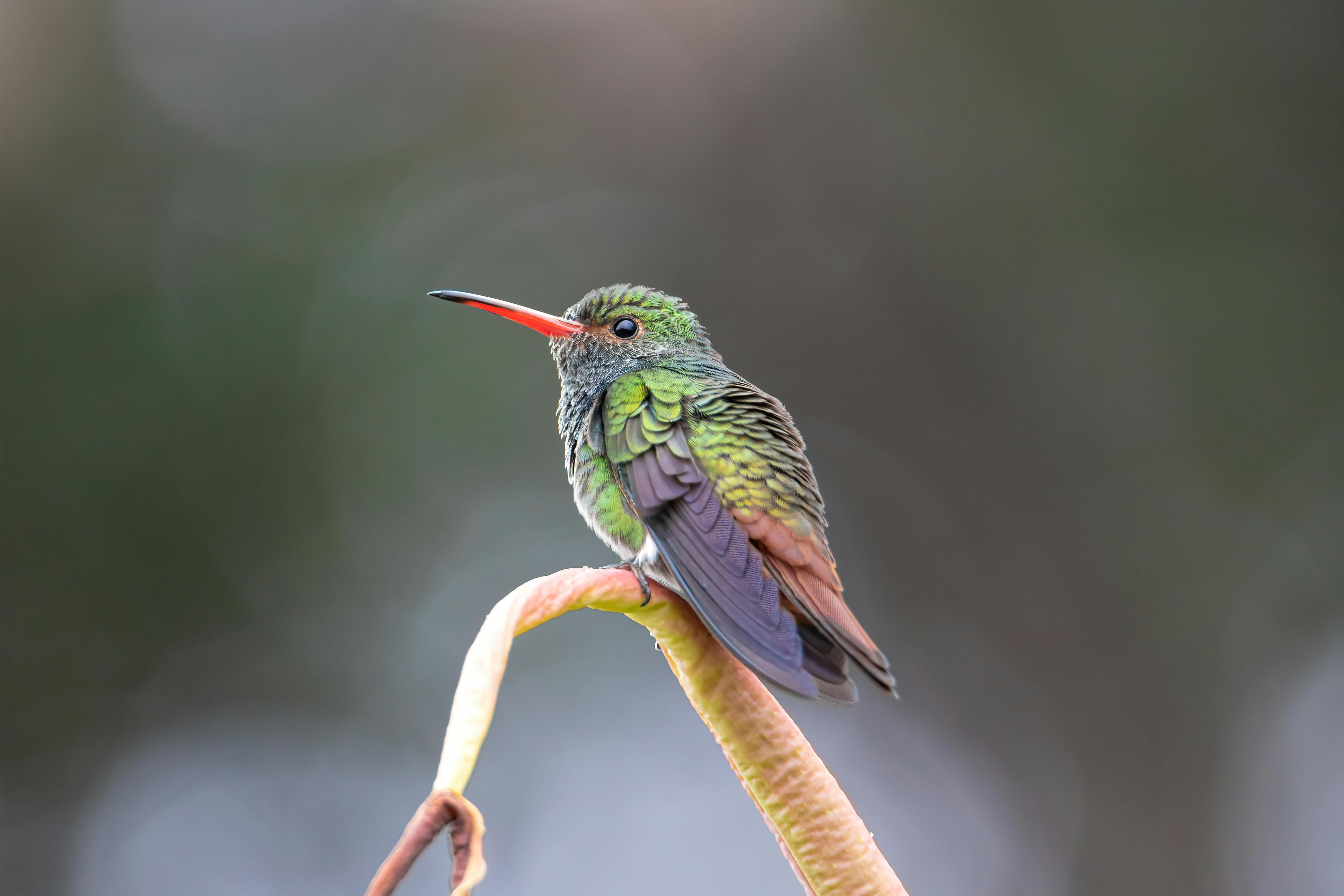 Foto de stock gratuita sobre colibrí de cola rufa, fotografía de ...