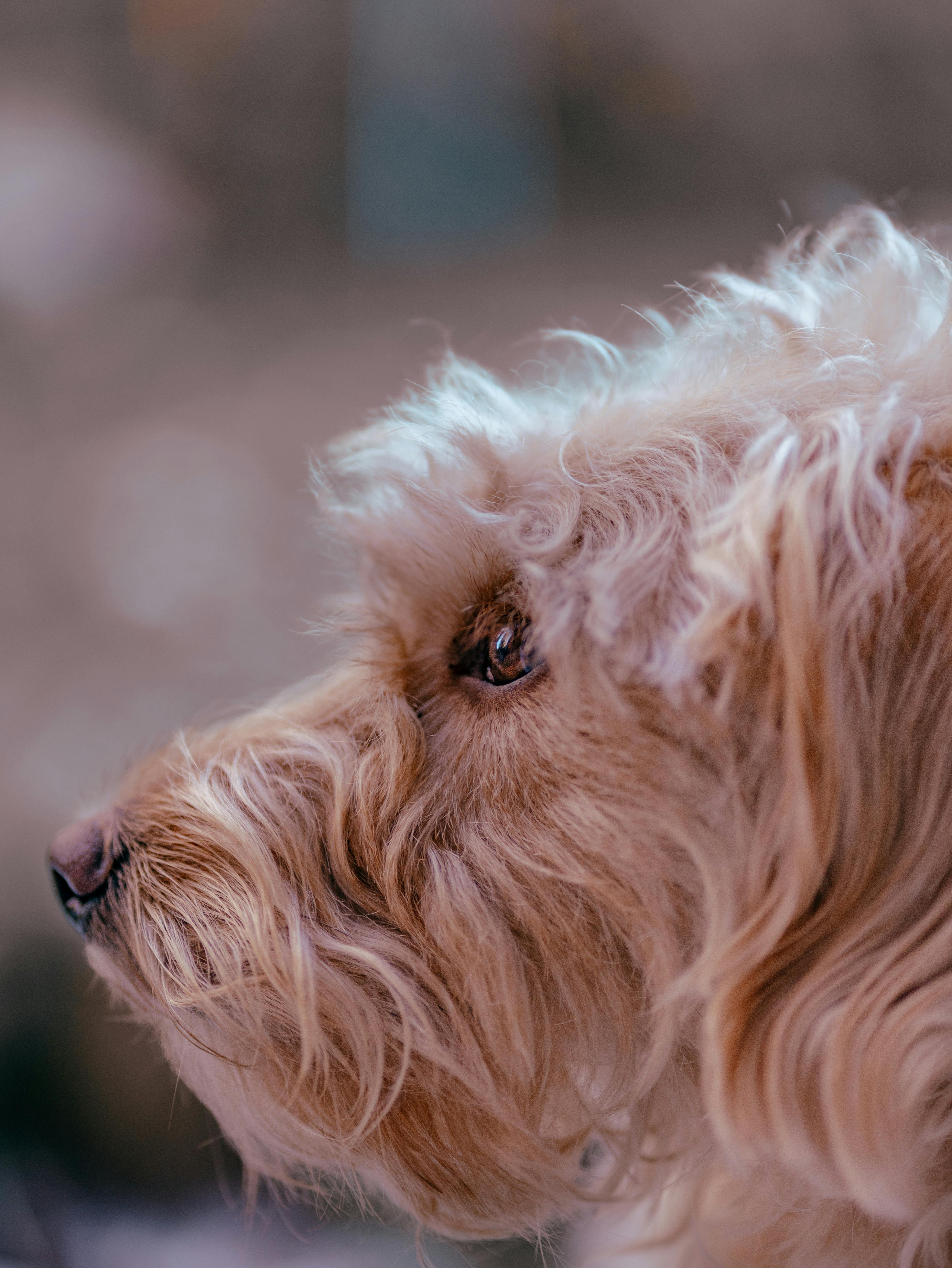 Fluffy Downy Dog · Free Stock Photo