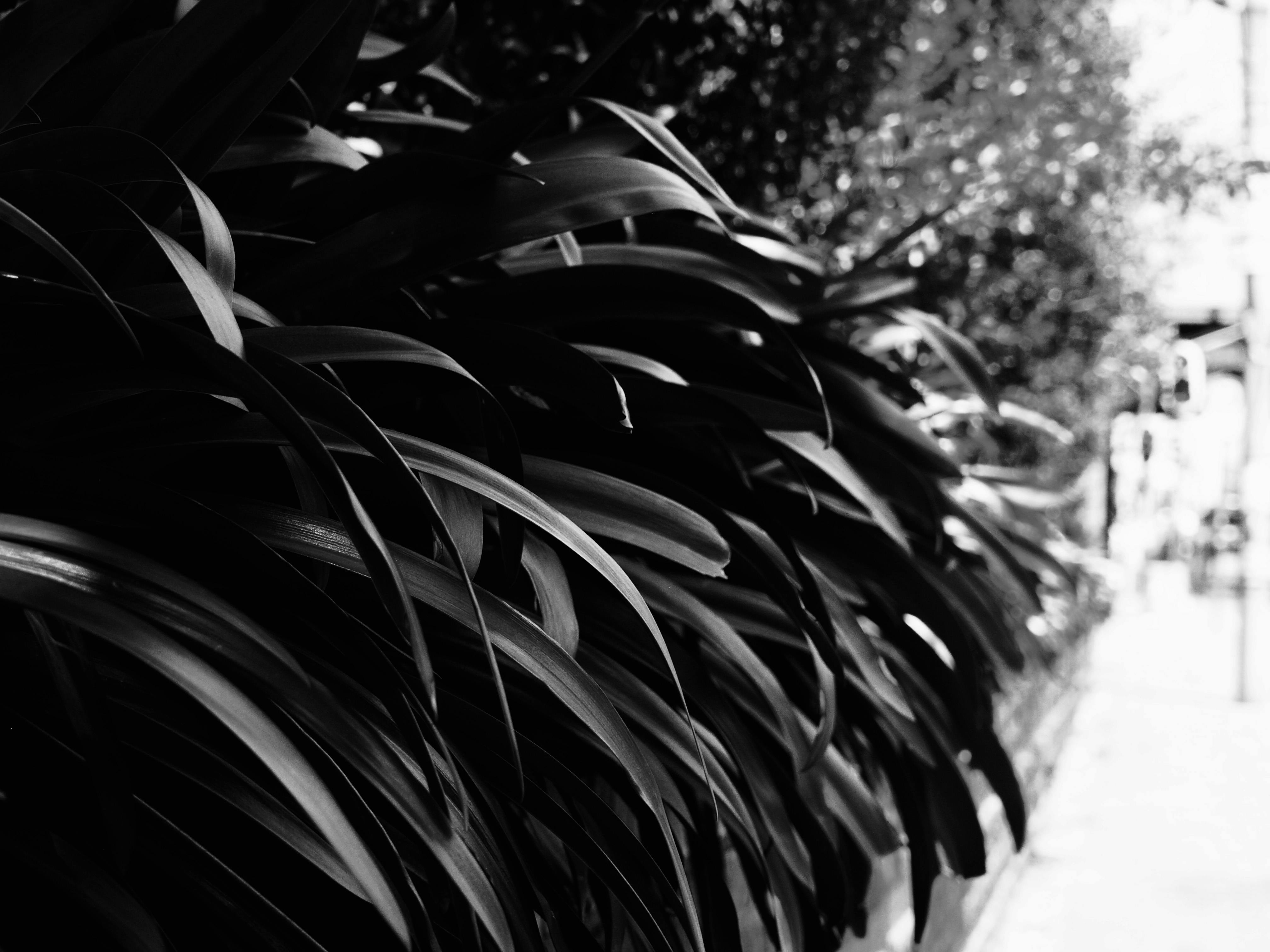 Free stock photo of art, blackandwhite, bnw