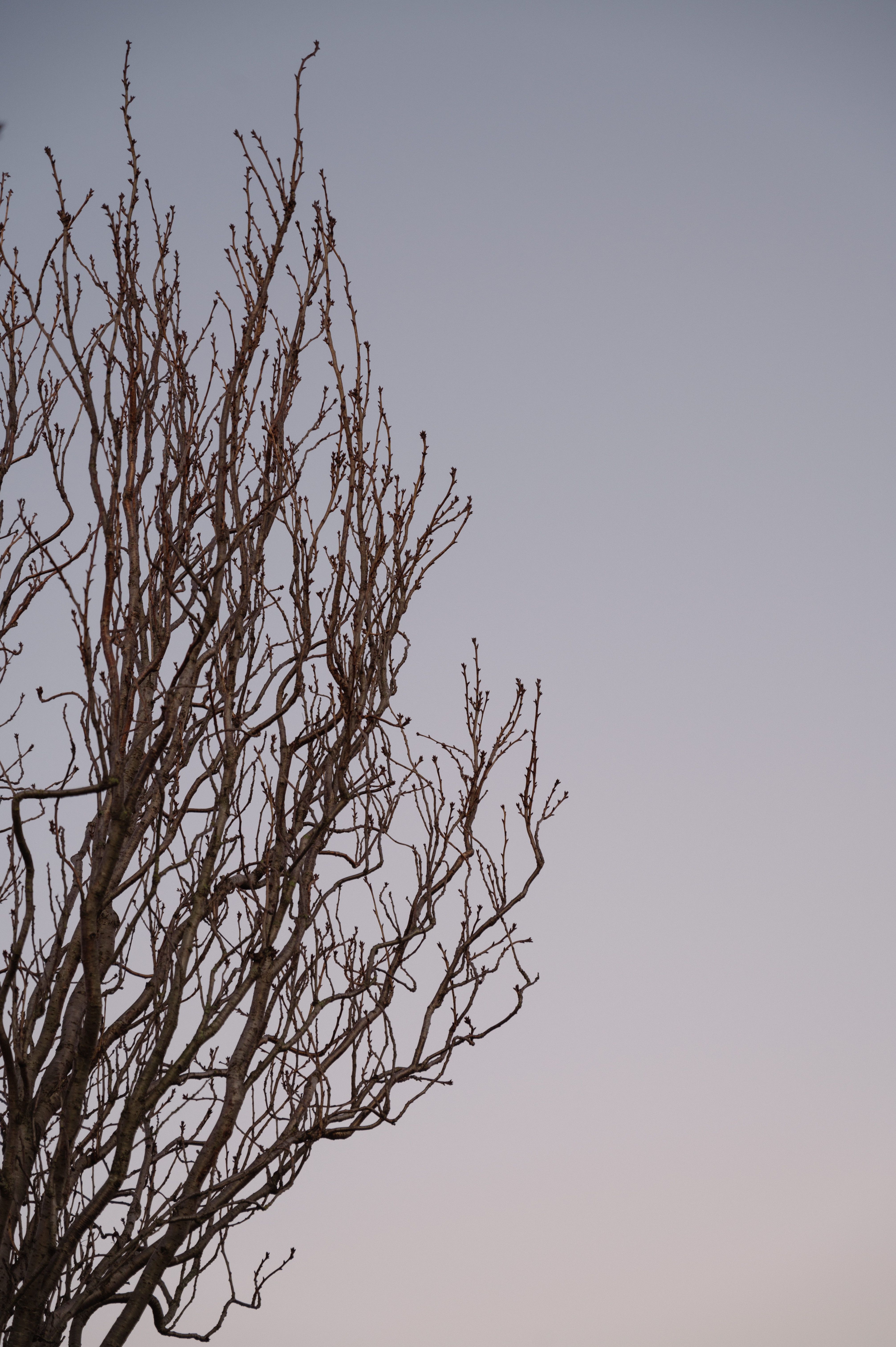 Closee-up of Tree Branches against the Backdrop of Clear Sky · Free ...