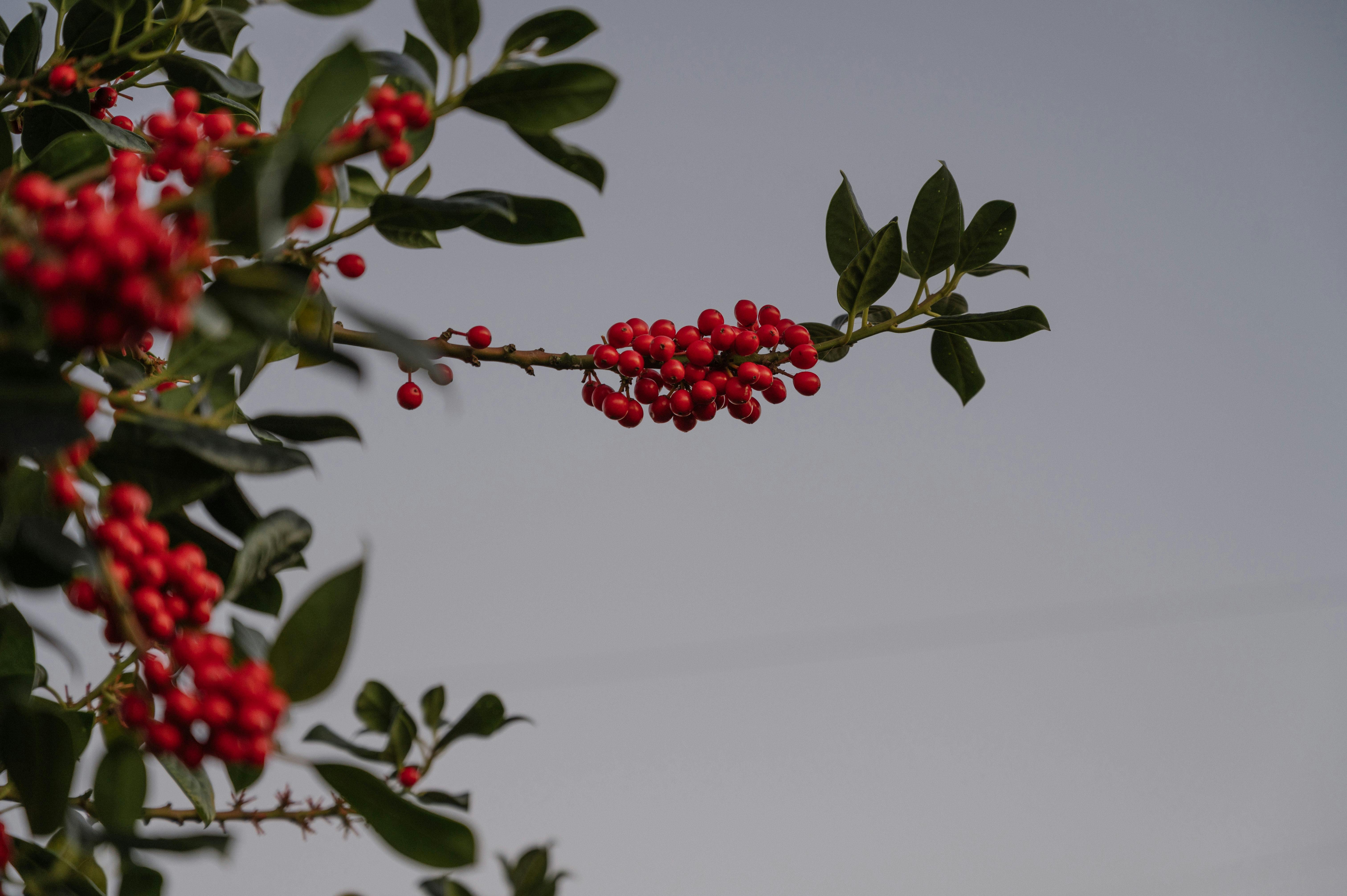 Close-up of Red Berries on Tree Branches · Free Stock Photo