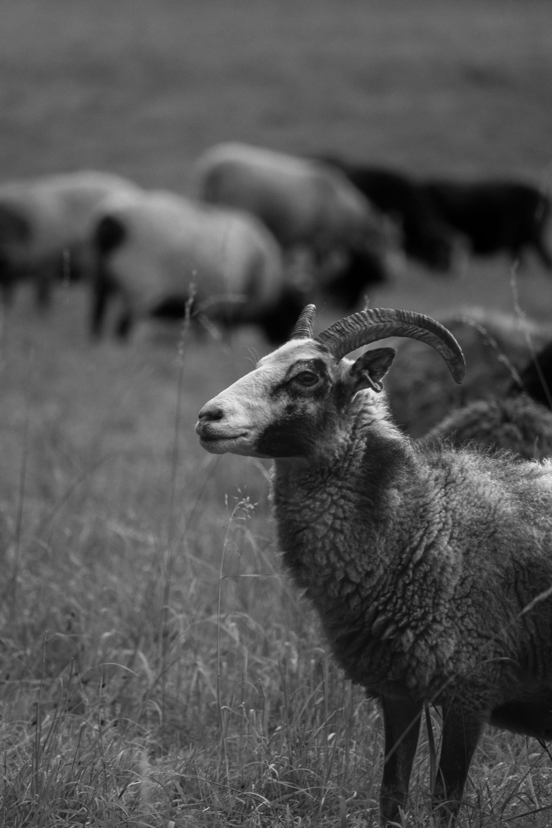 Nomadic Farming Photos, Download The BEST Free Nomadic Farming Stock ...