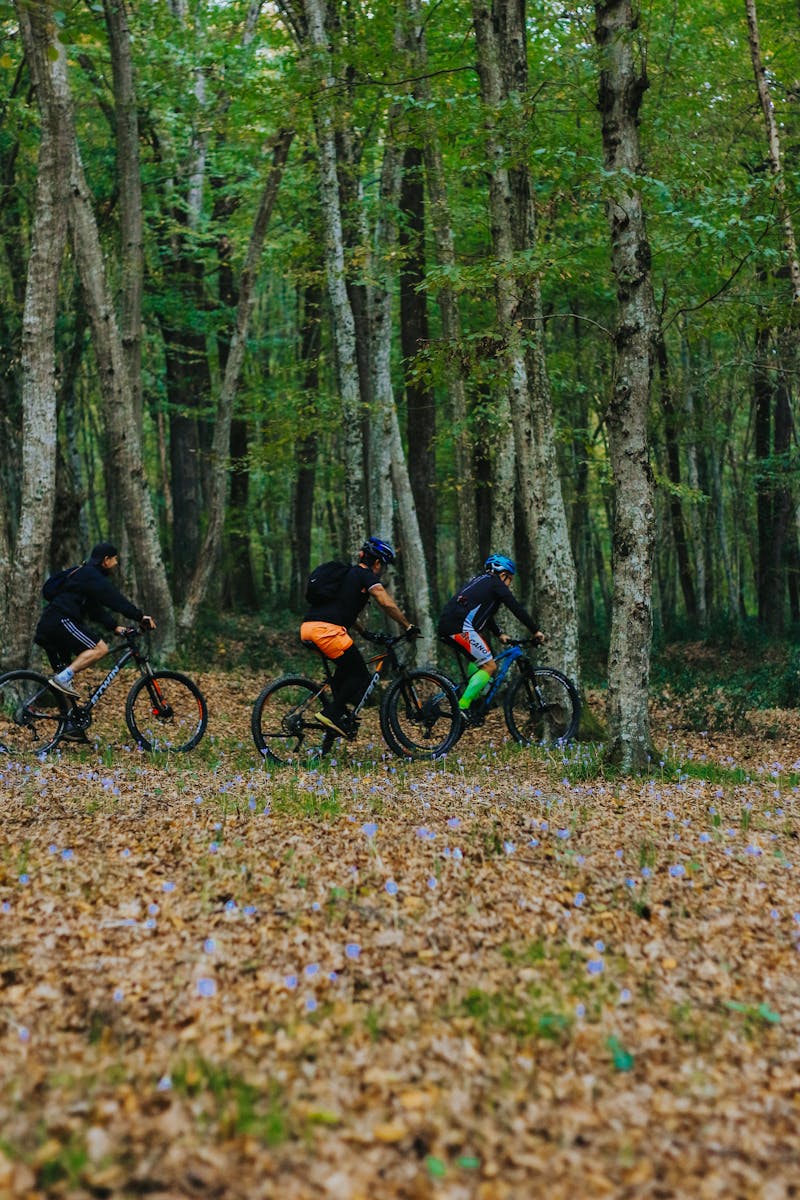 Bikes Forest Photos, Download The BEST Free Bikes Forest Stock Photos ...