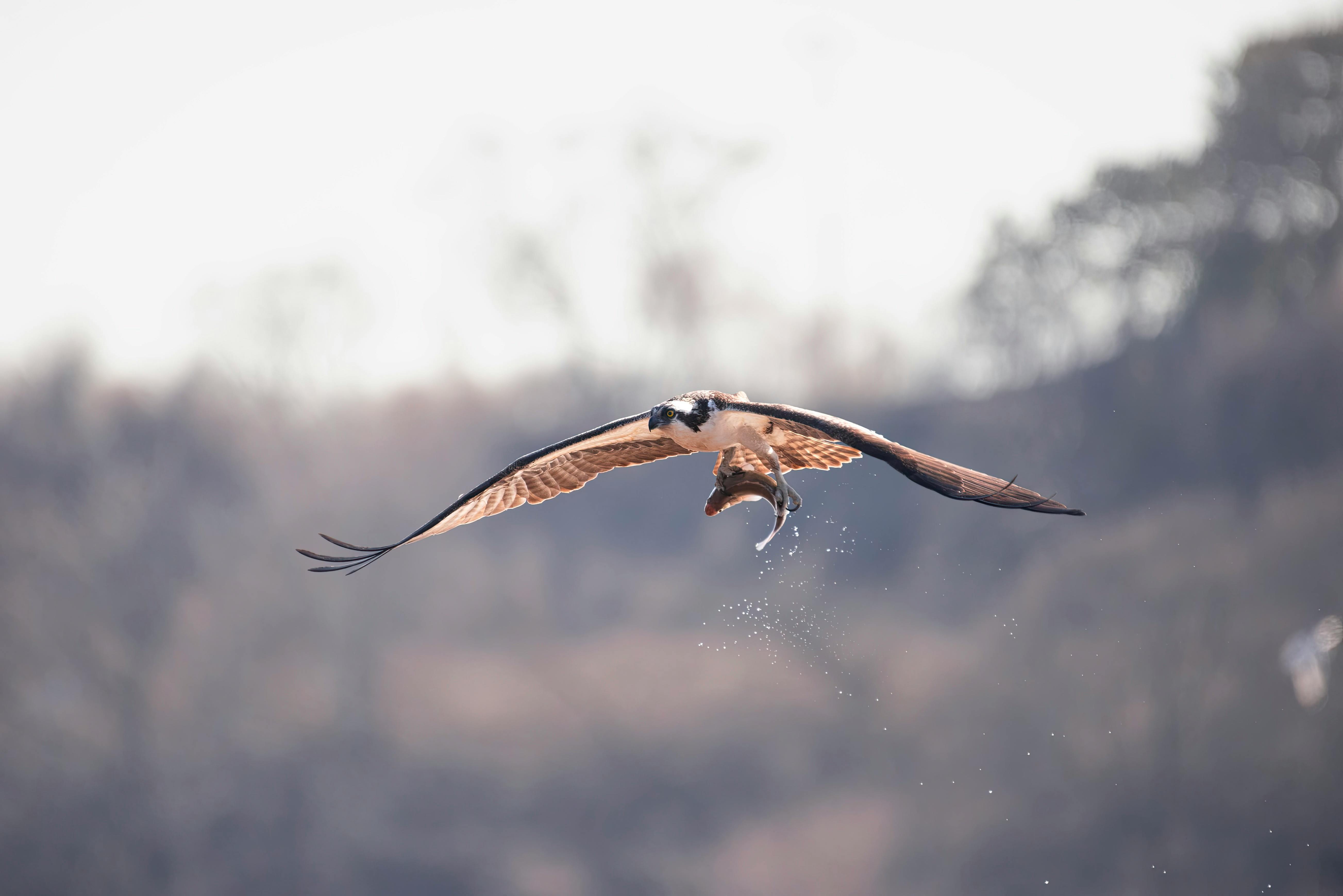 Hawk Flying with Fish in Claws · Free Stock Photo