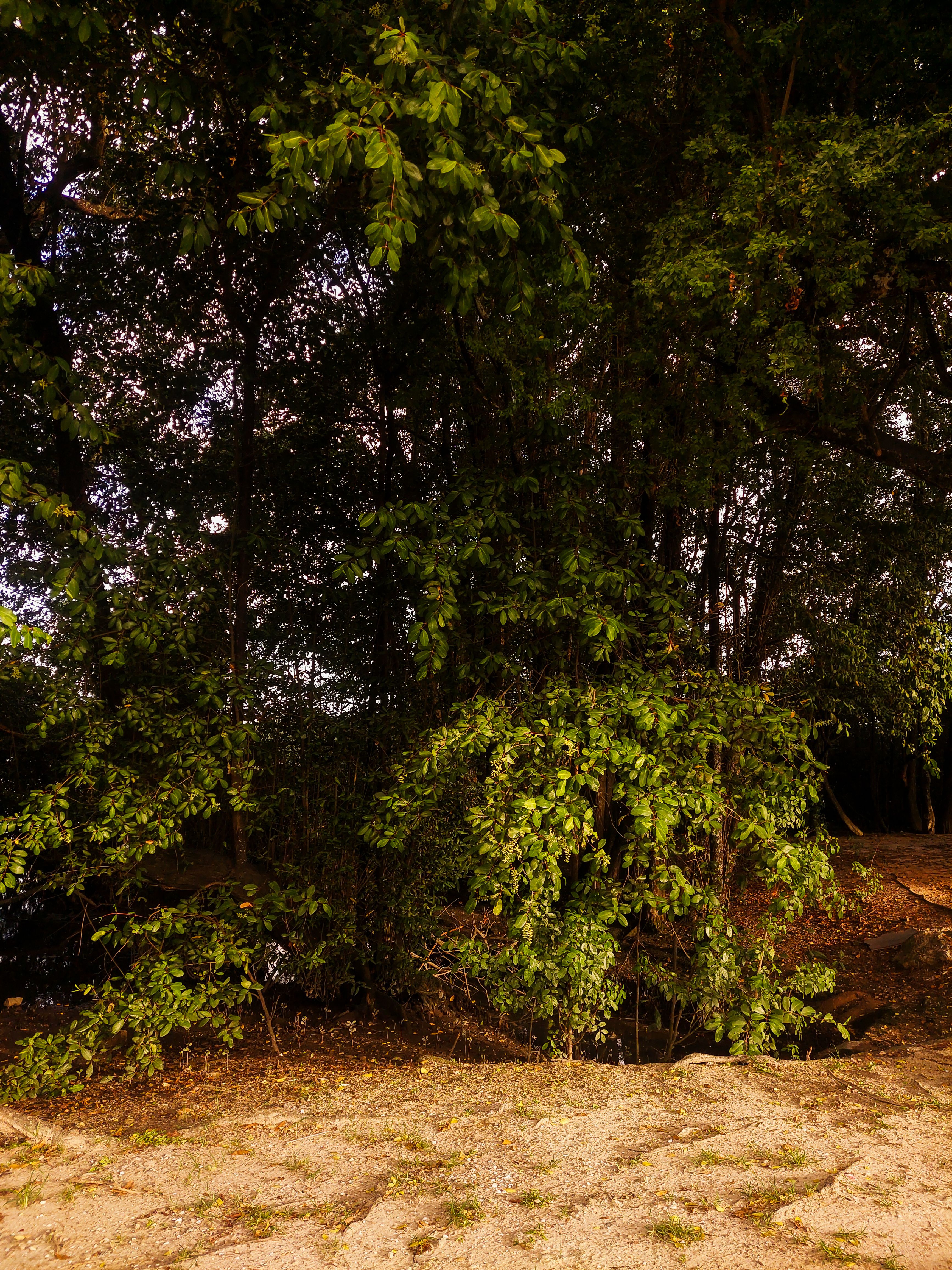 Trees Grow on Sandy Soil · Free Stock Photo