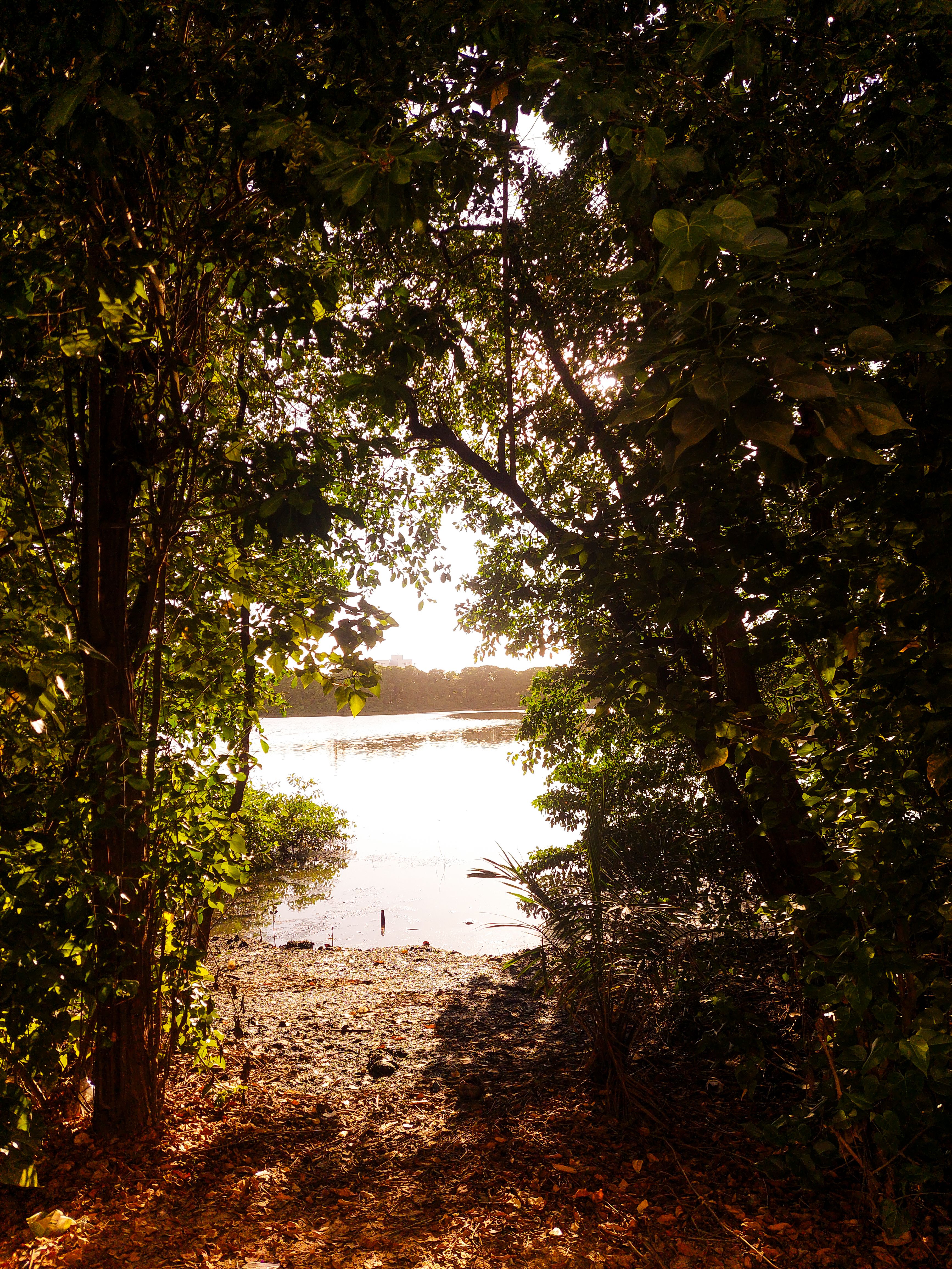 Small Beach between Trees · Free Stock Photo