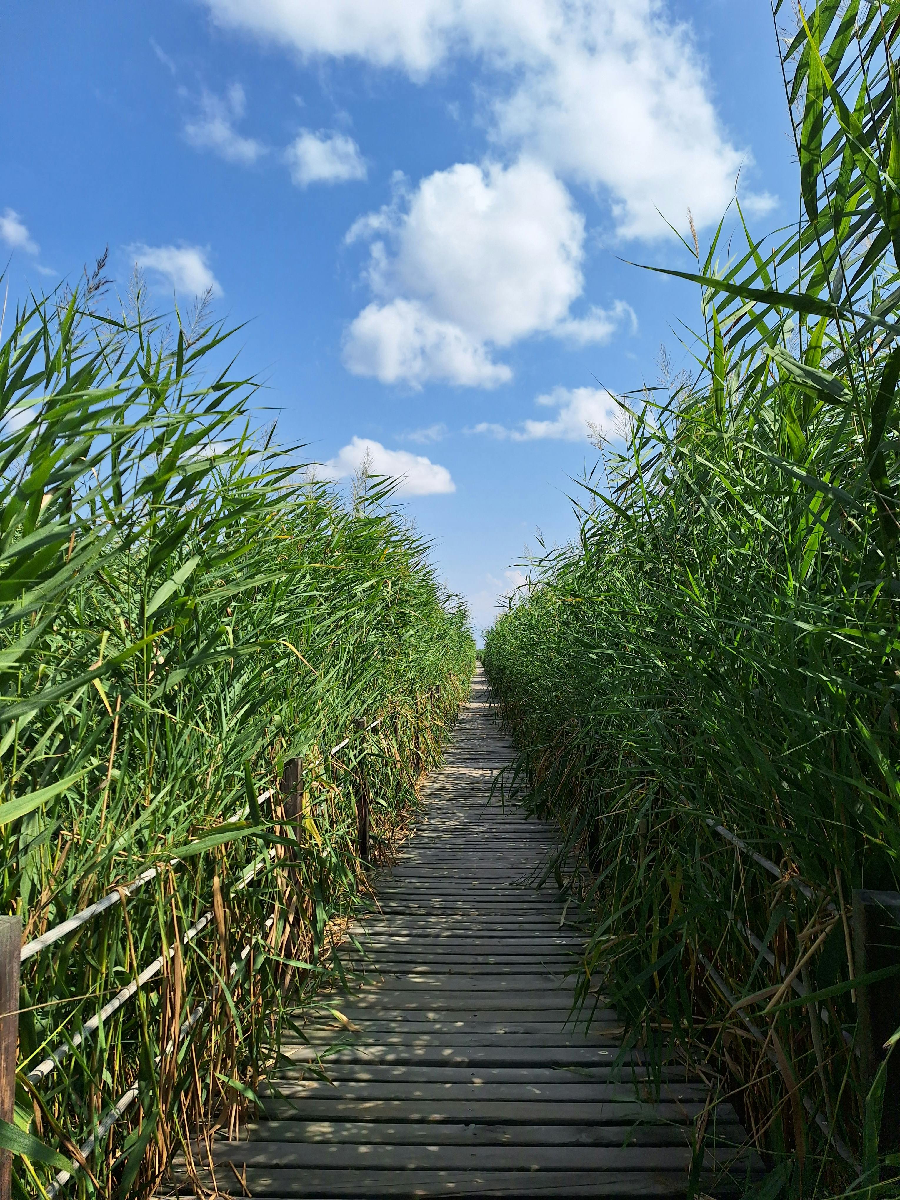Boardwalk between Green Tall Reeds · Free Stock Photo