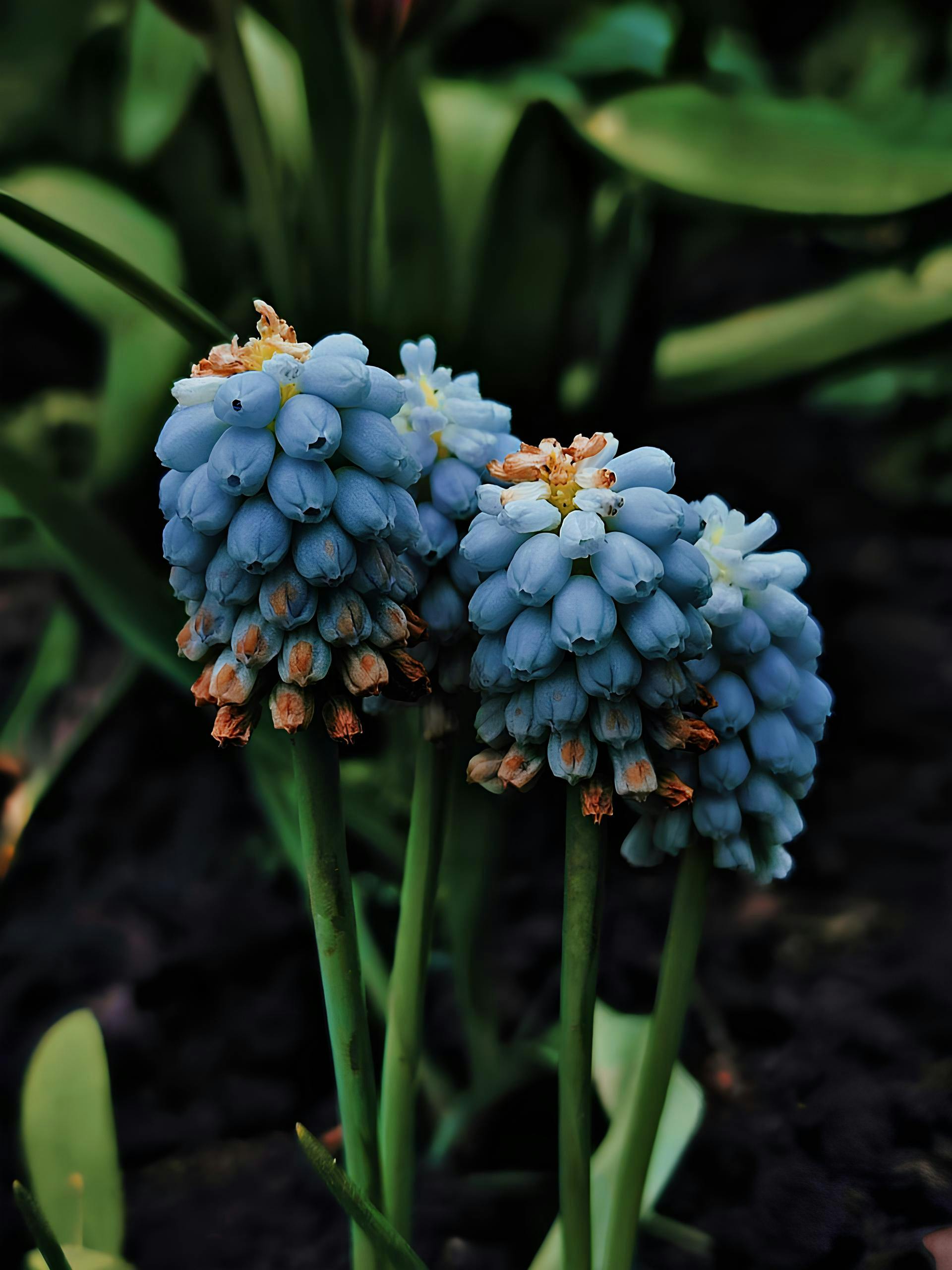 Blue Hyacinths Photos, Download The BEST Free Blue Hyacinths Stock ...