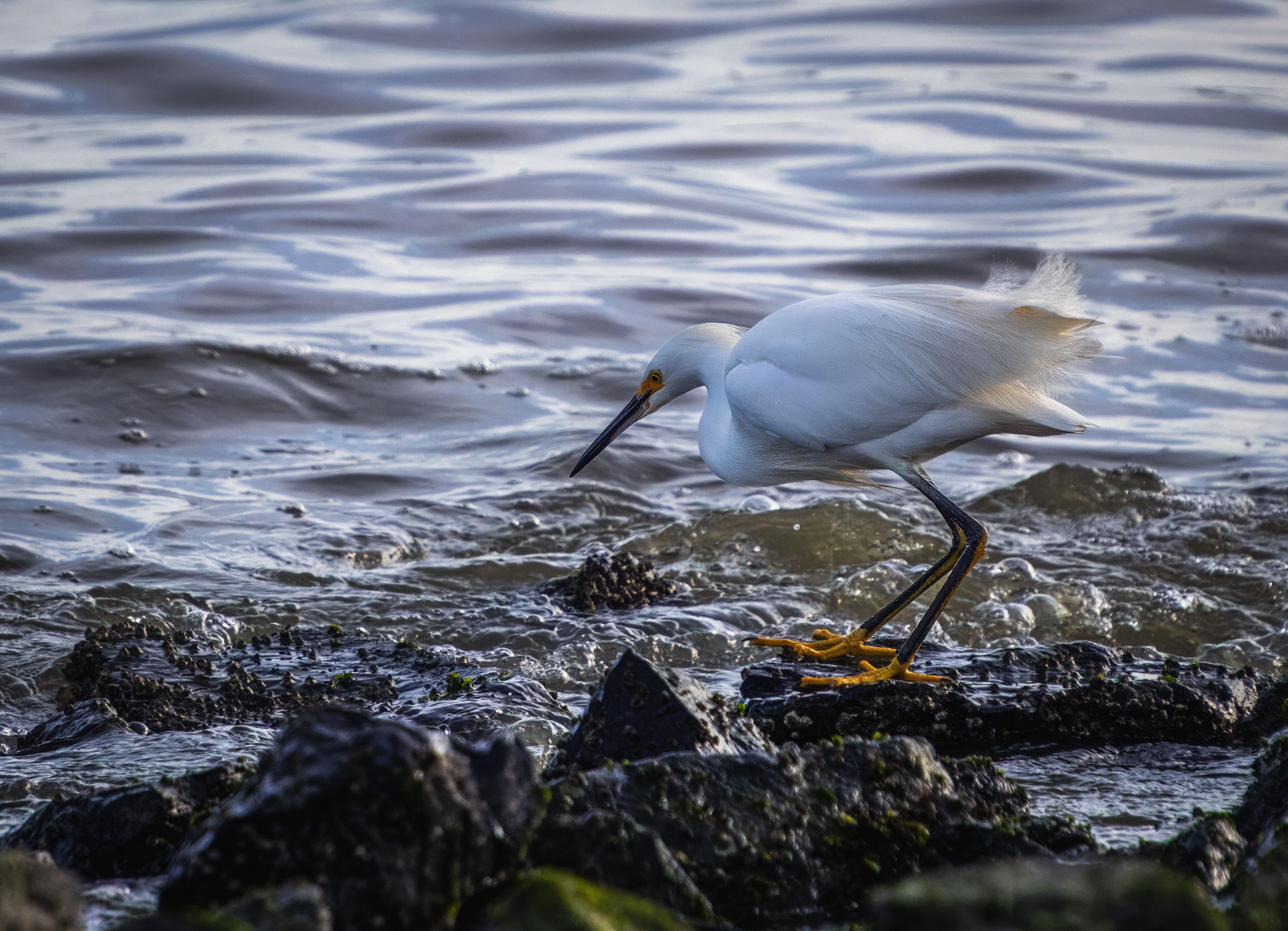 A white bird with long legs walking on rocks · Free Stock Photo