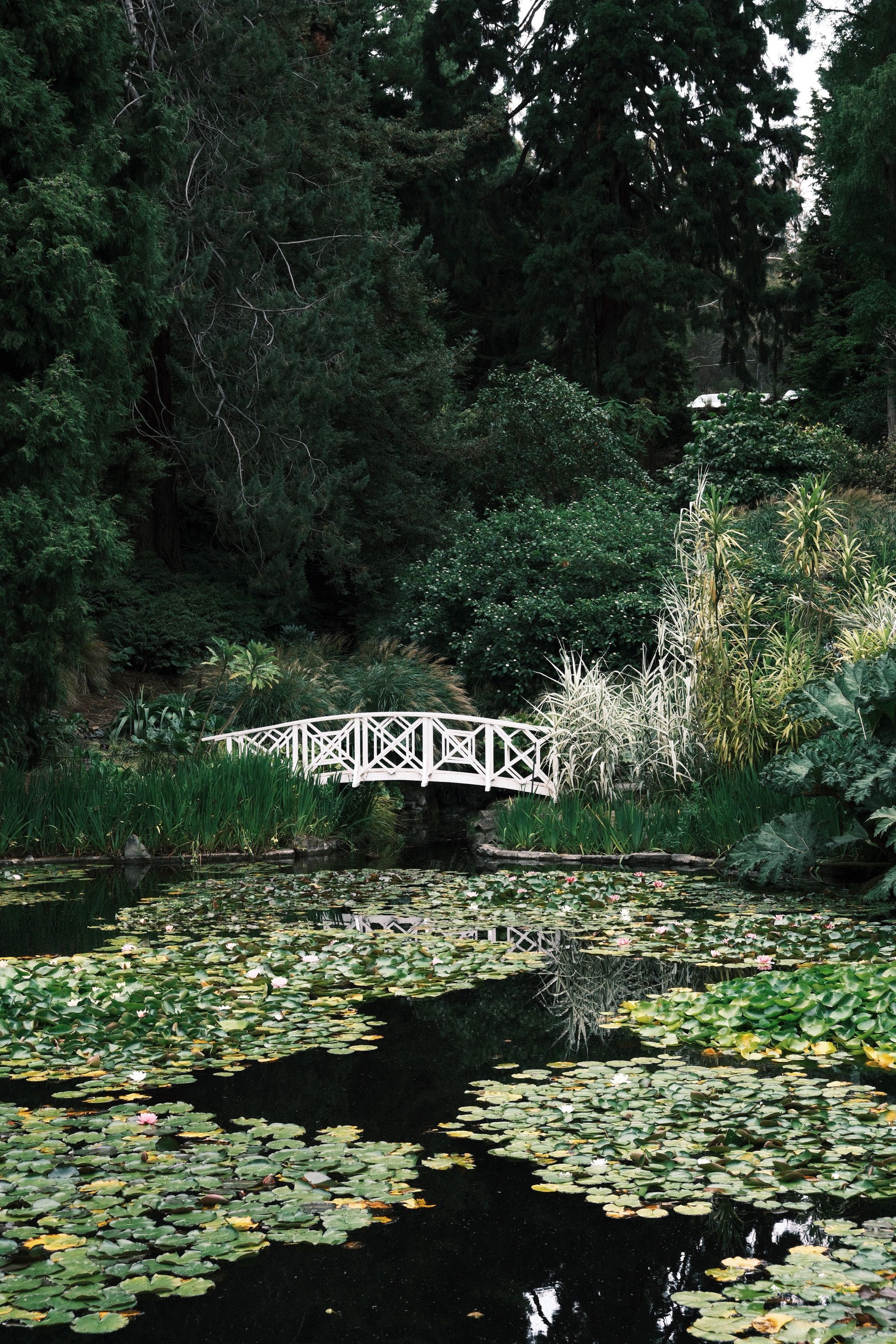 A bridge over a pond with lily pads · Free Stock Photo