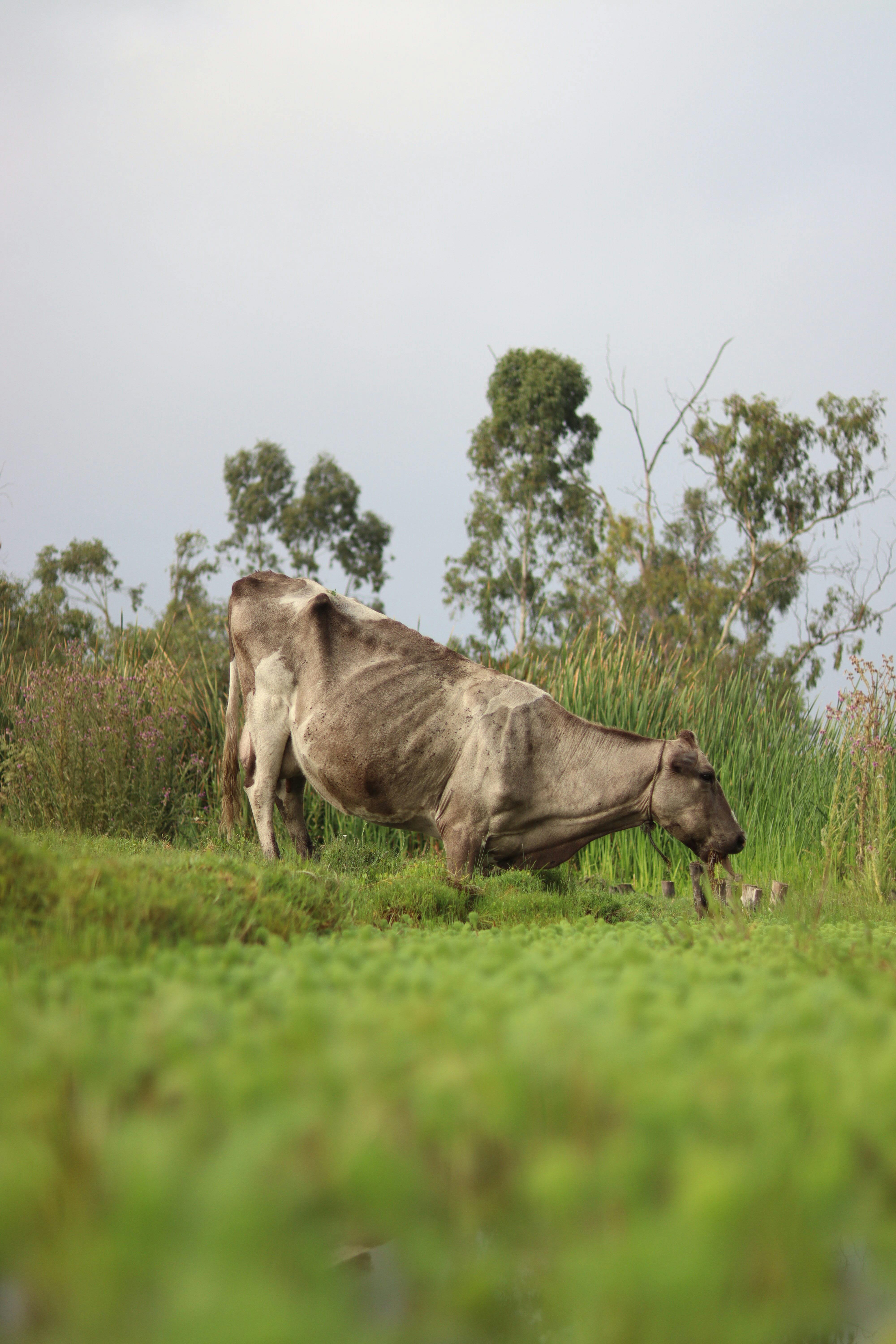 Cow Dung Cartoon Photos, Download The BEST Free Cow Dung Cartoon Stock ...