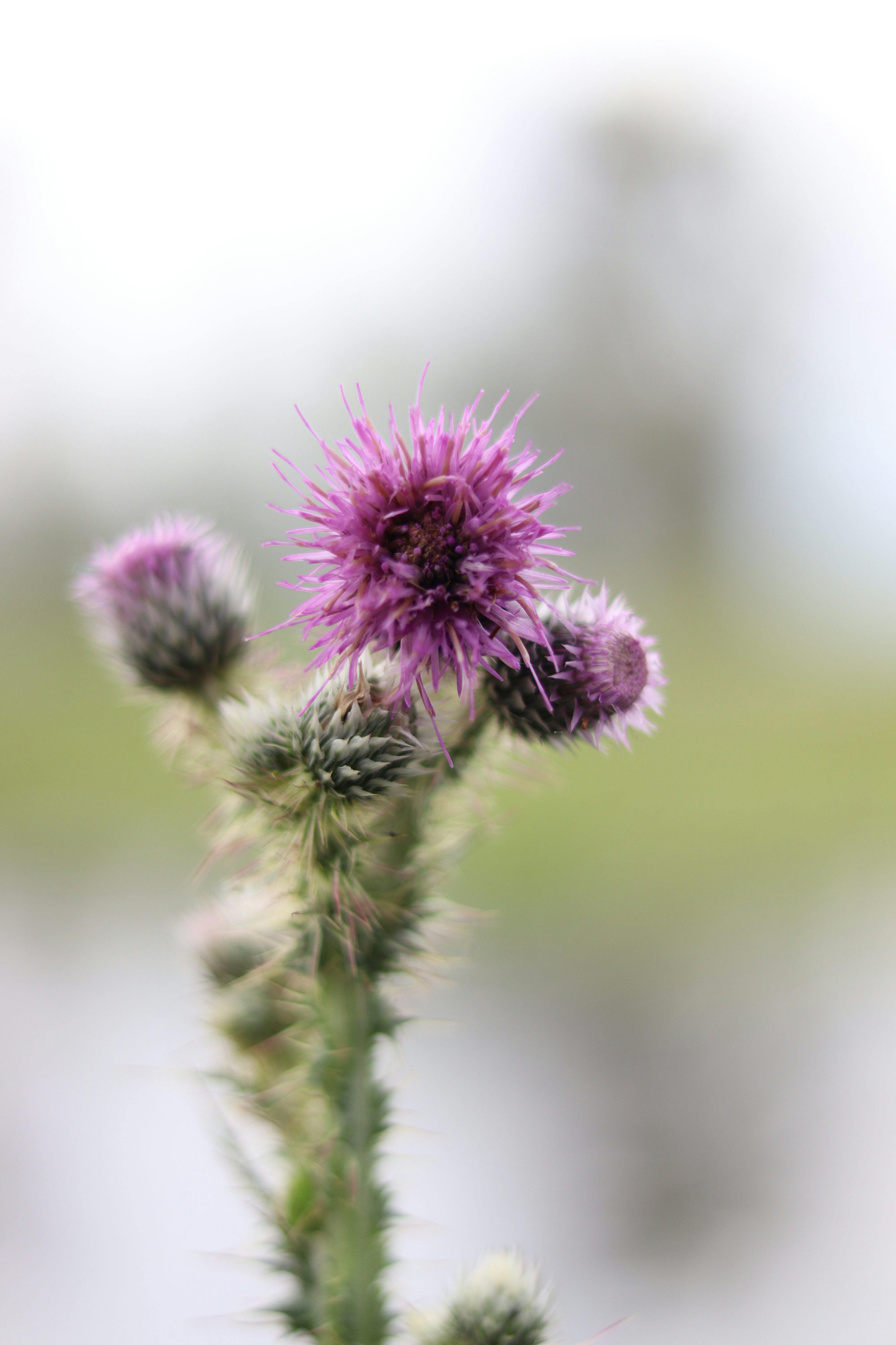 Pink Flowers with Spikes · Free Stock Photo