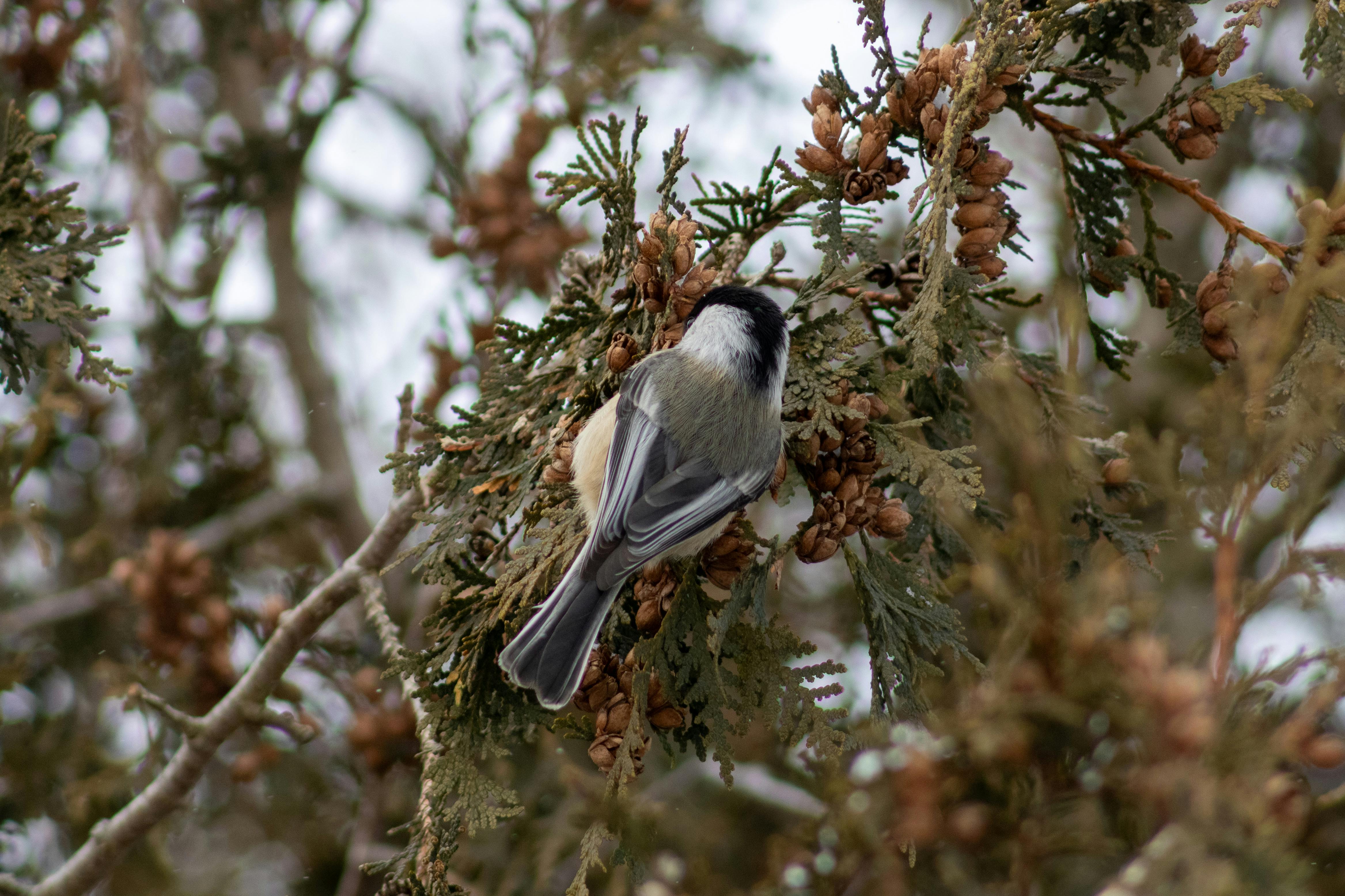 Black-capped Chickadee Bird · Free Stock Photo