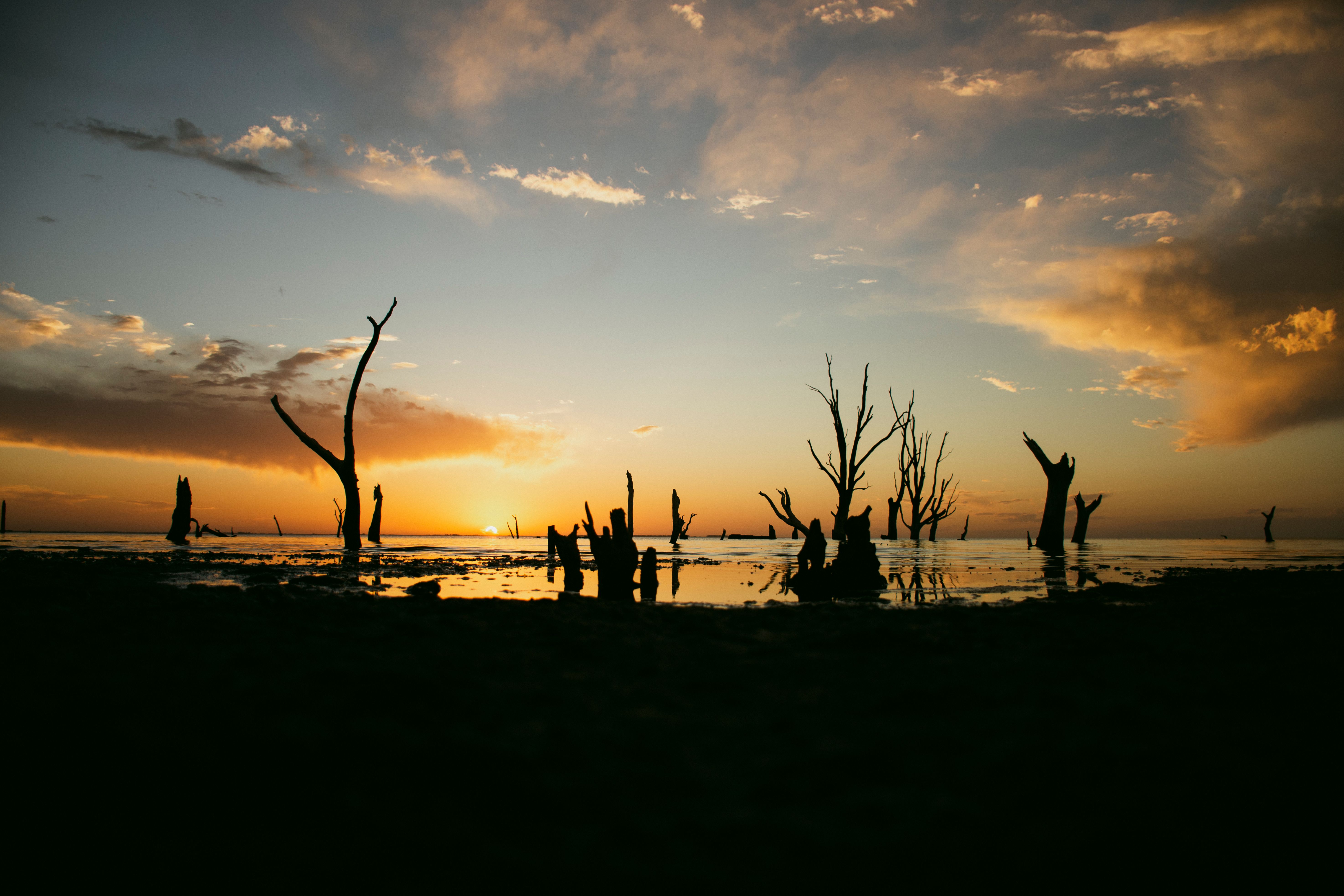 Bare, Withered Trees on Swamp at Sunset · Free Stock Photo