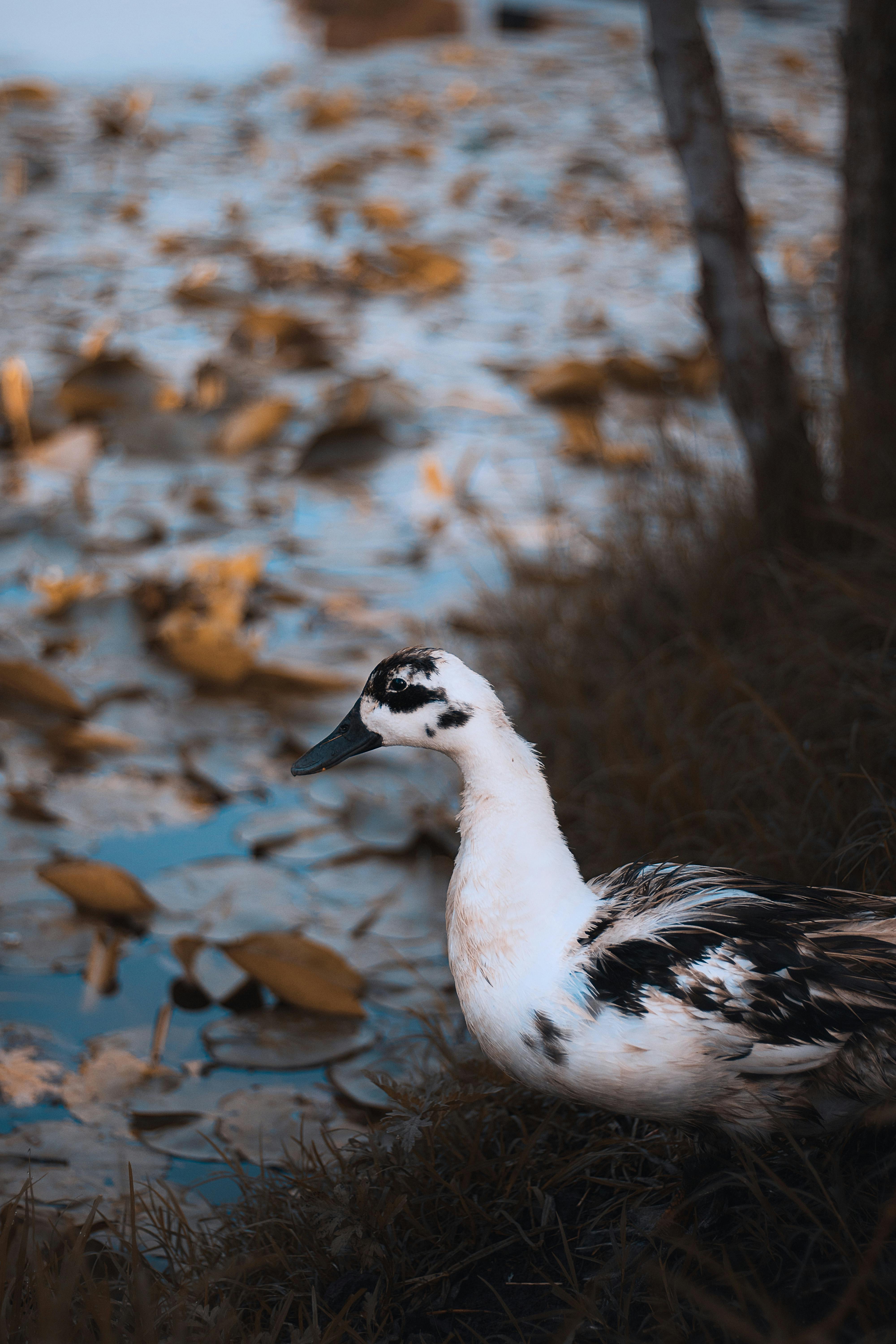 White Duck on Lakeshore · Free Stock Photo