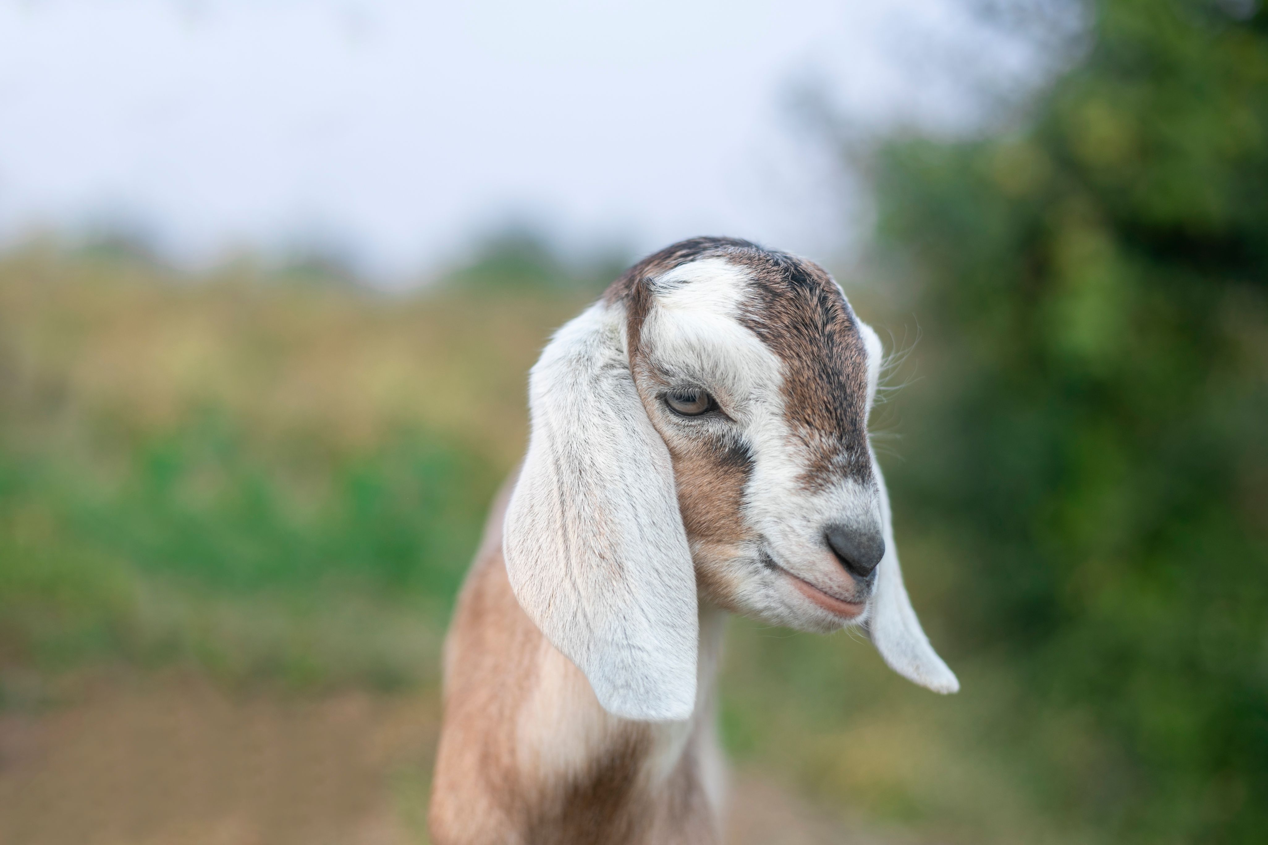 Portrait of Goat Kid · Free Stock Photo