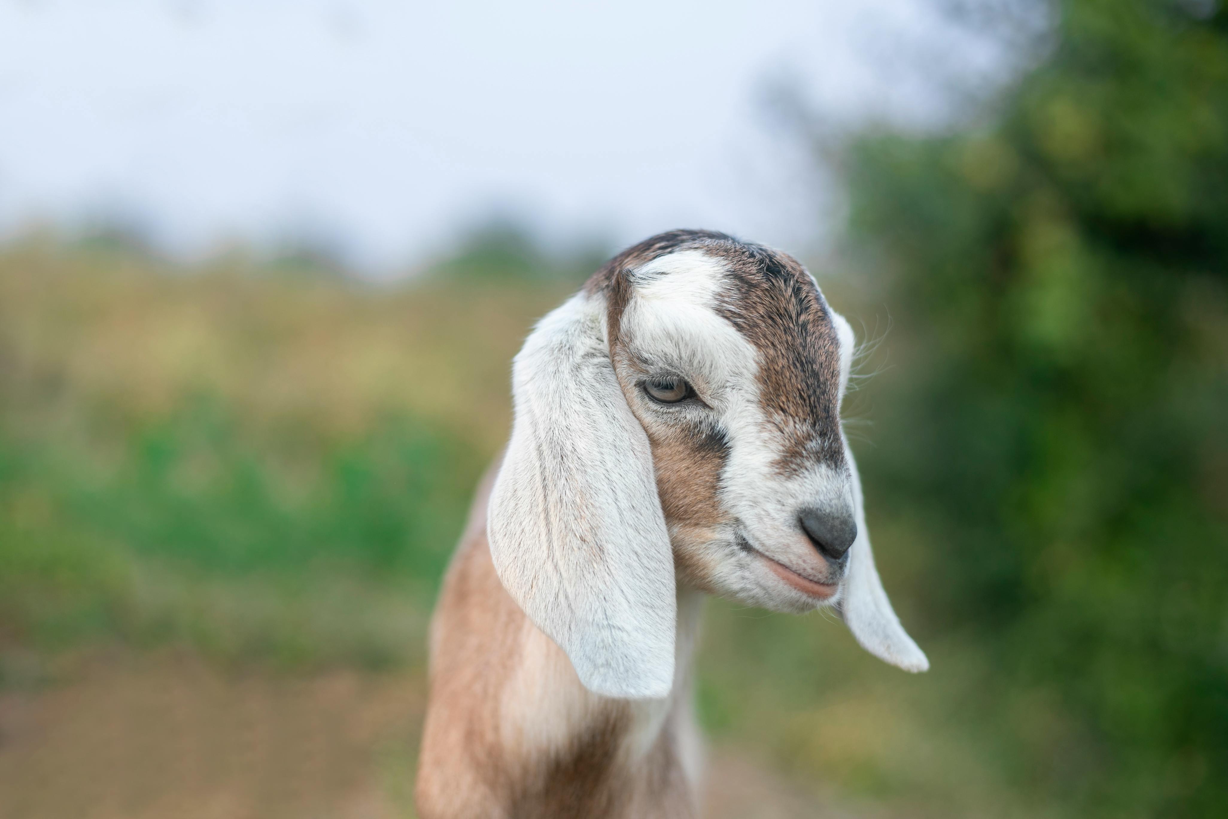 Portrait of Goat Kid · Free Stock Photo