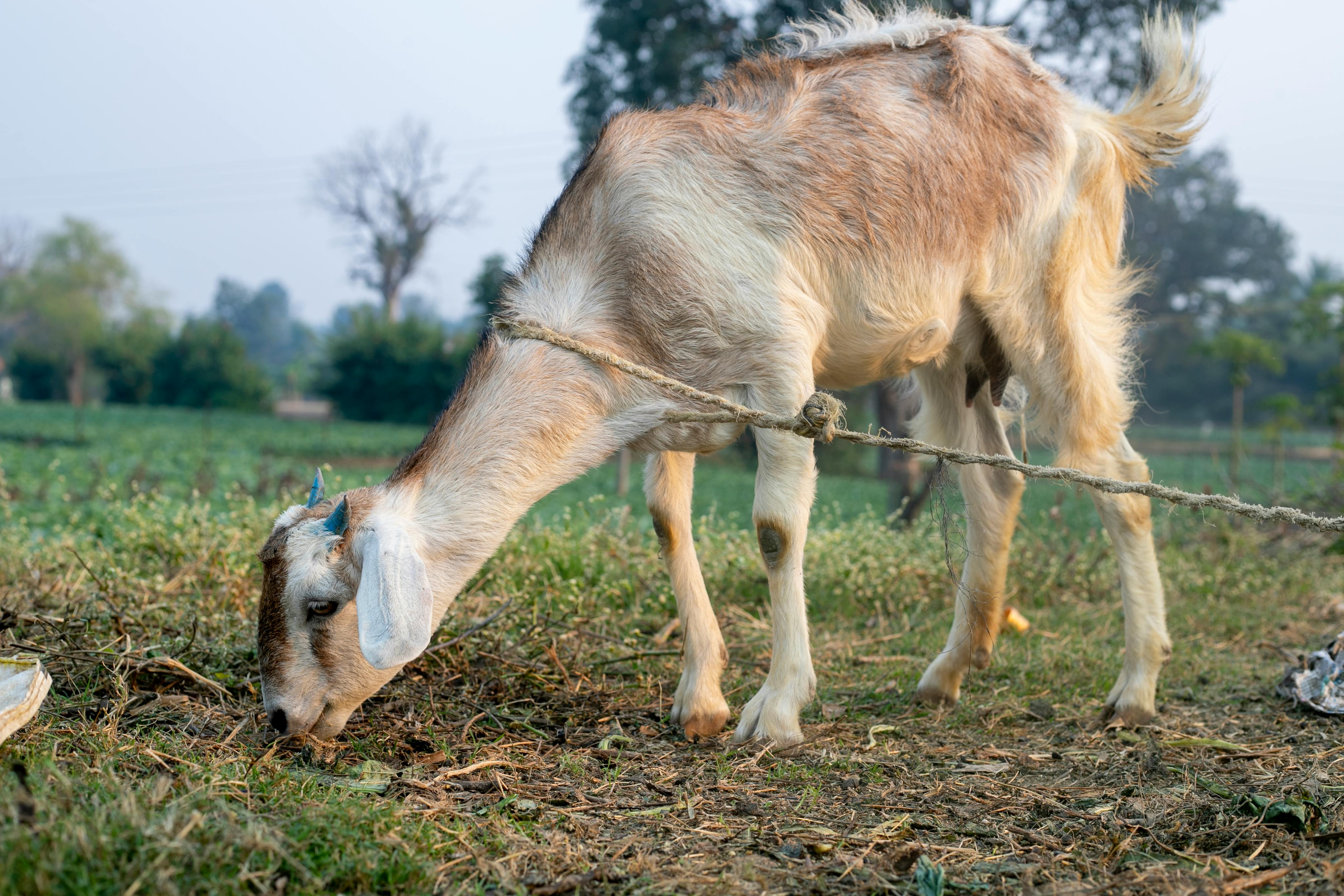 Goat Tied with String · Free Stock Photo