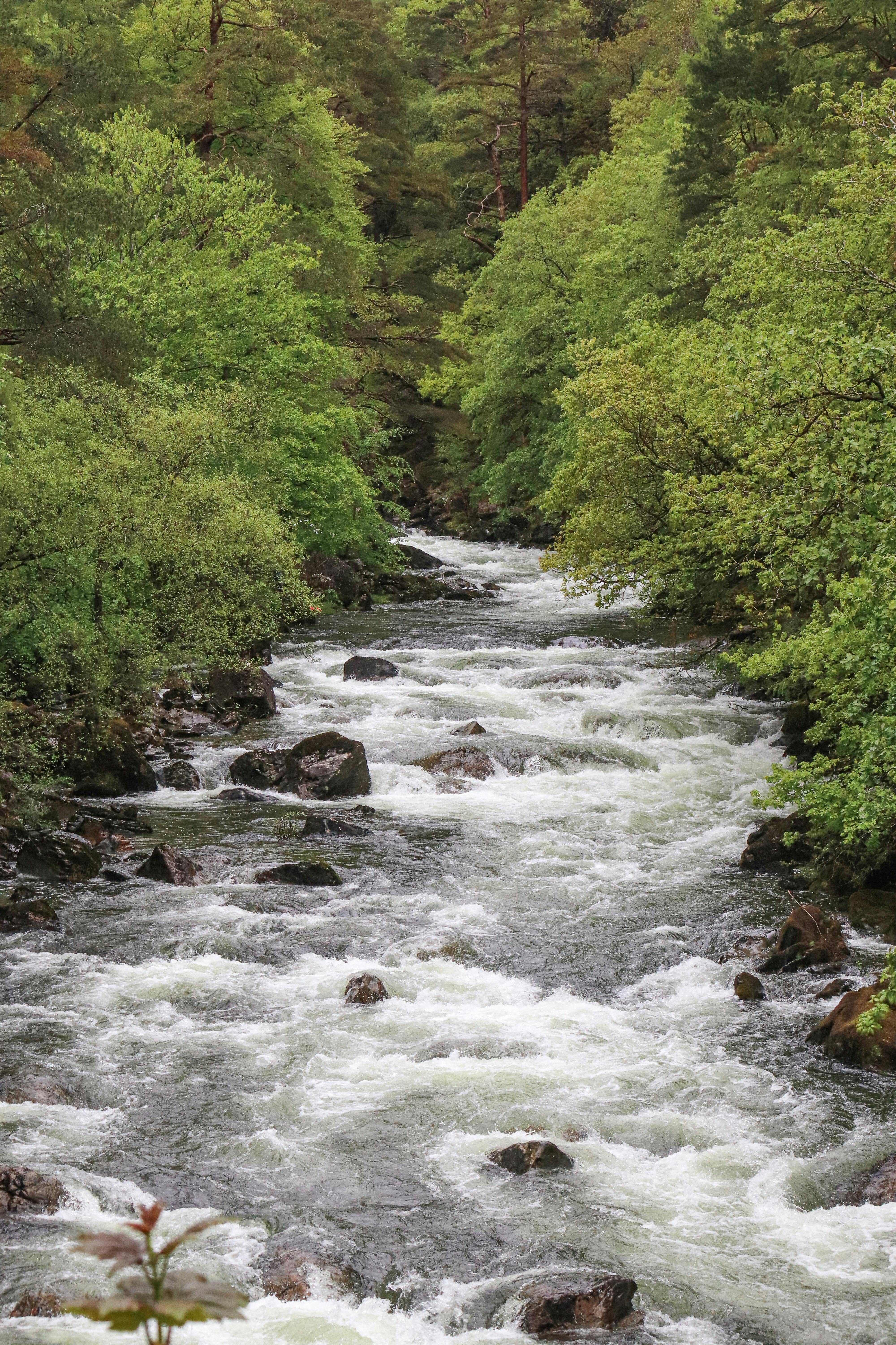 River in Forest · Free Stock Photo