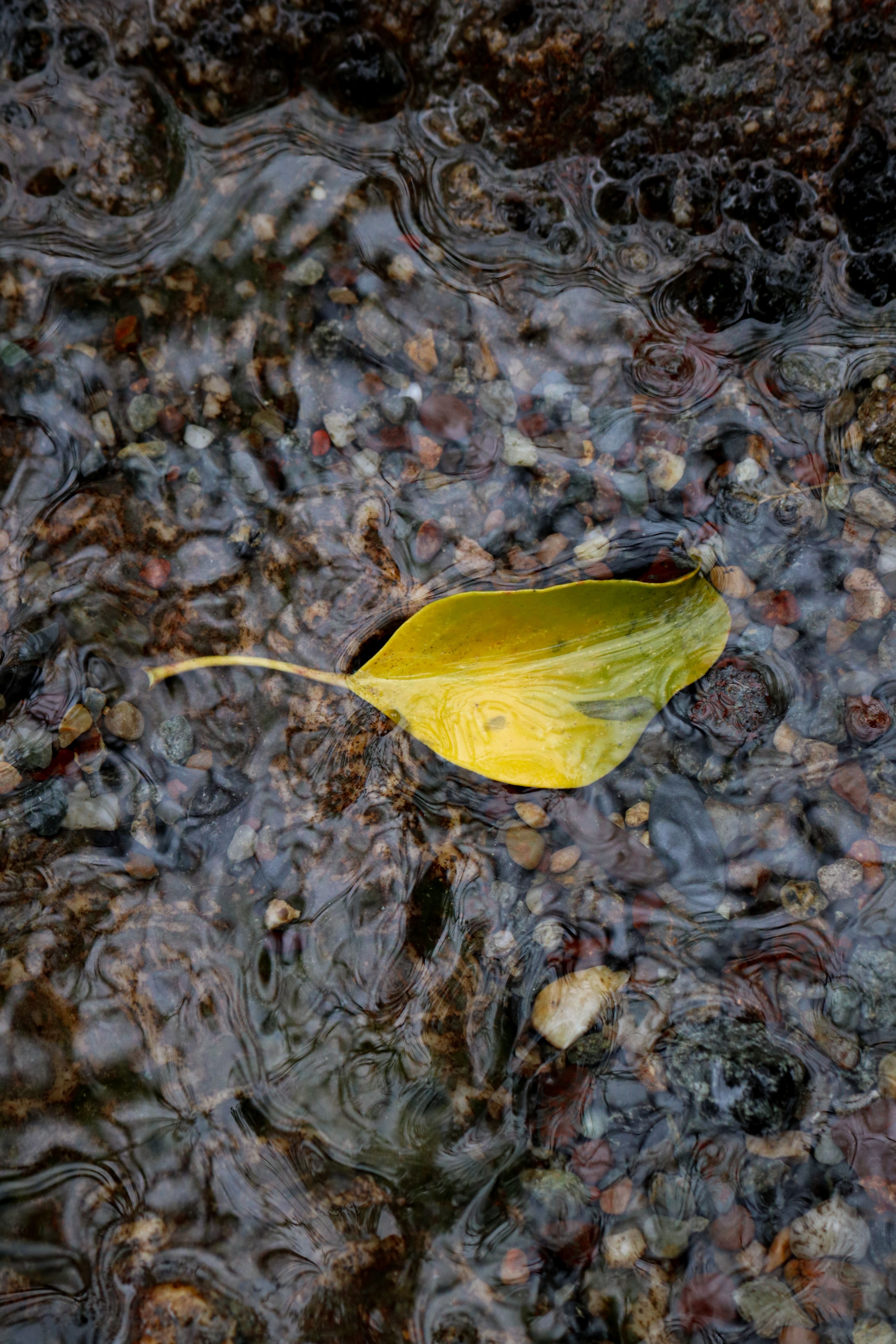 Yellowing Leaf in the River · Free Stock Photo