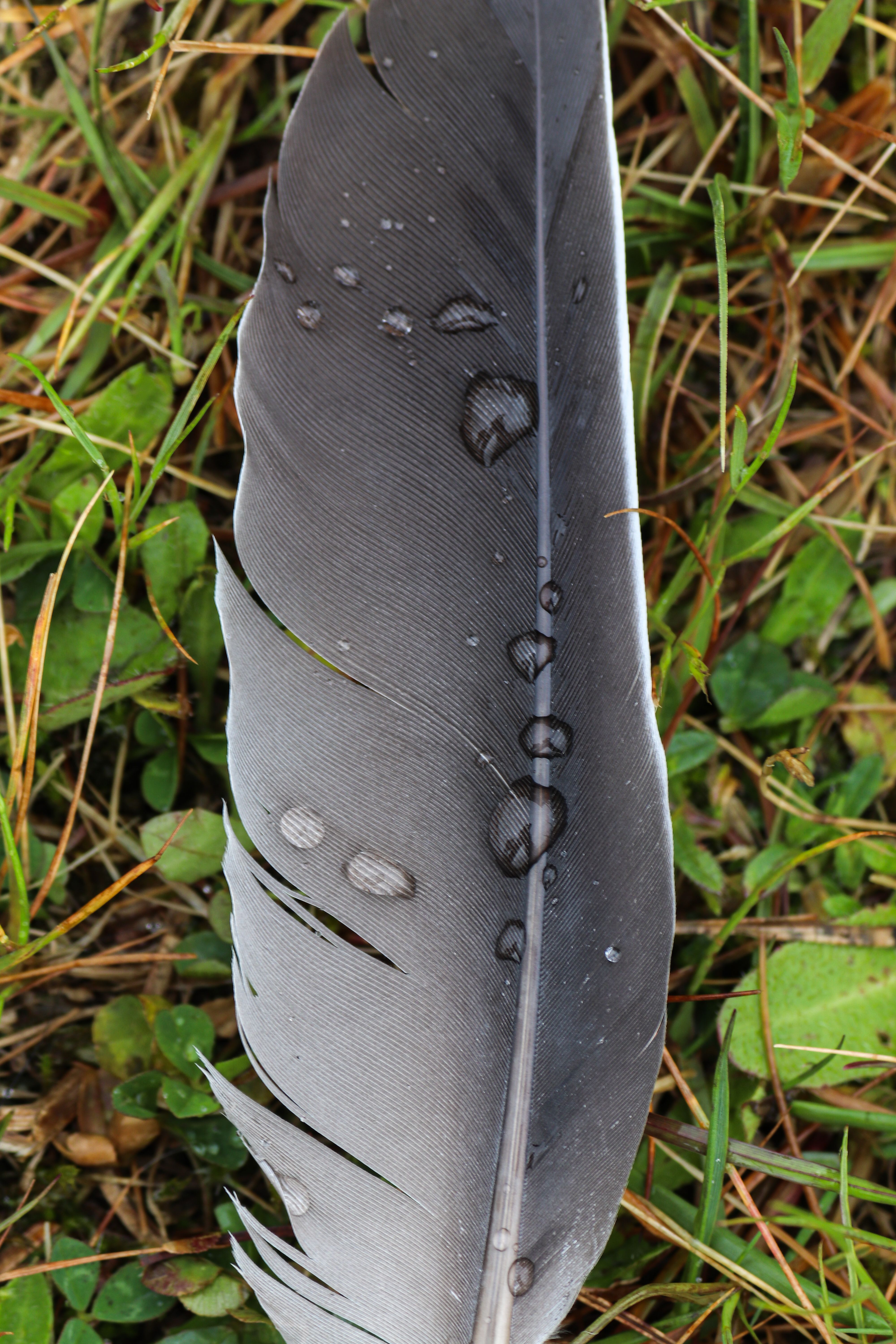 Raindrops on Feather on Ground · Free Stock Photo