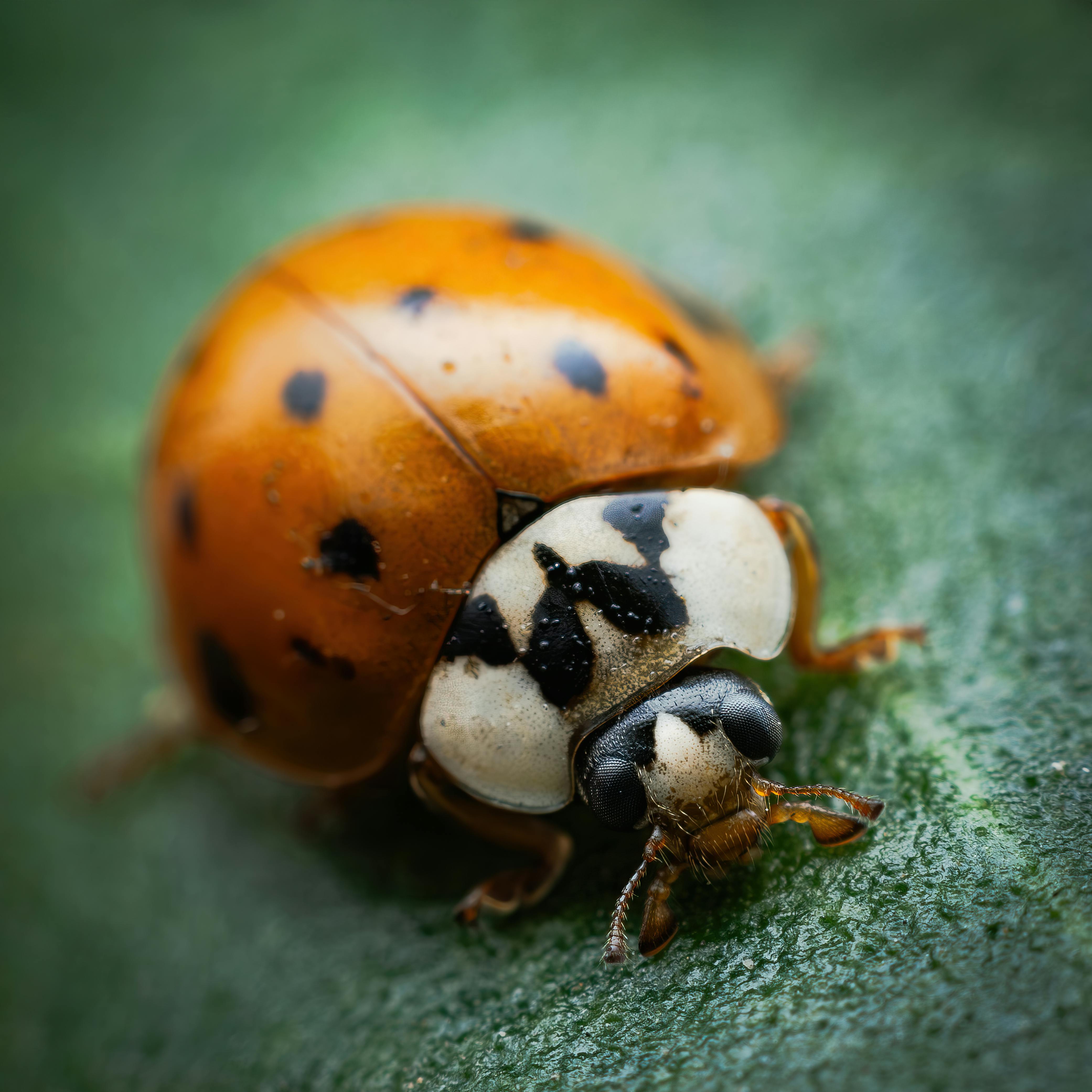 Coleoptera Photos, Download The BEST Free Coleoptera Stock Photos & HD ...