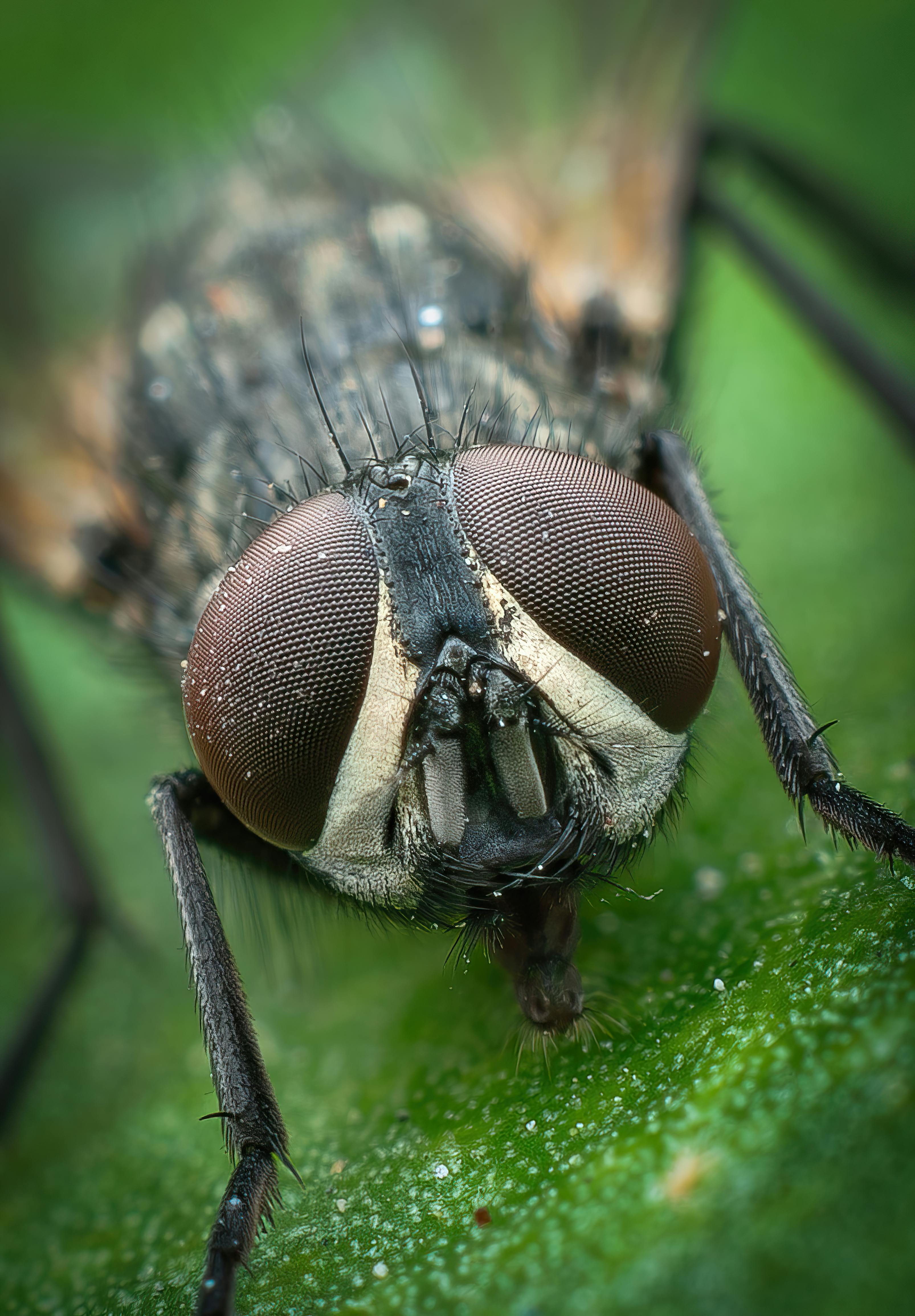 Common House Fly on Black Textile · Free Stock Photo