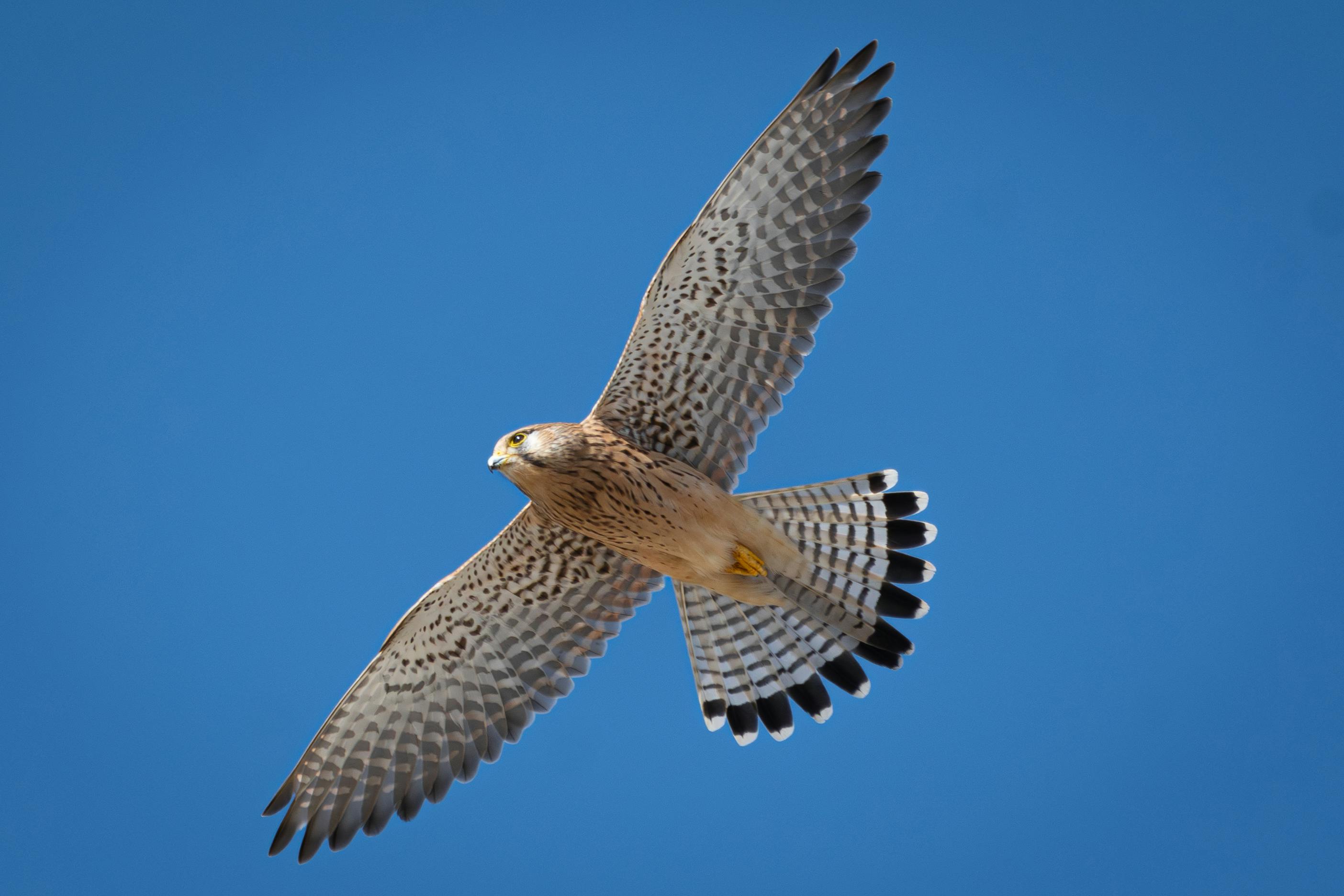Kestrel Bird Flying in Sky · Free Stock Photo