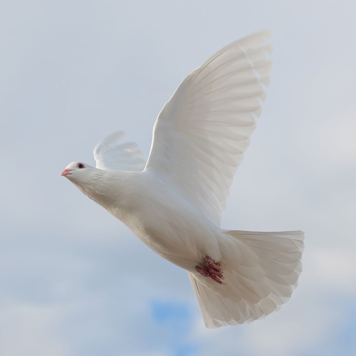 White Pigeon Flying Png Photos, Download The BEST Free White Pigeon ...