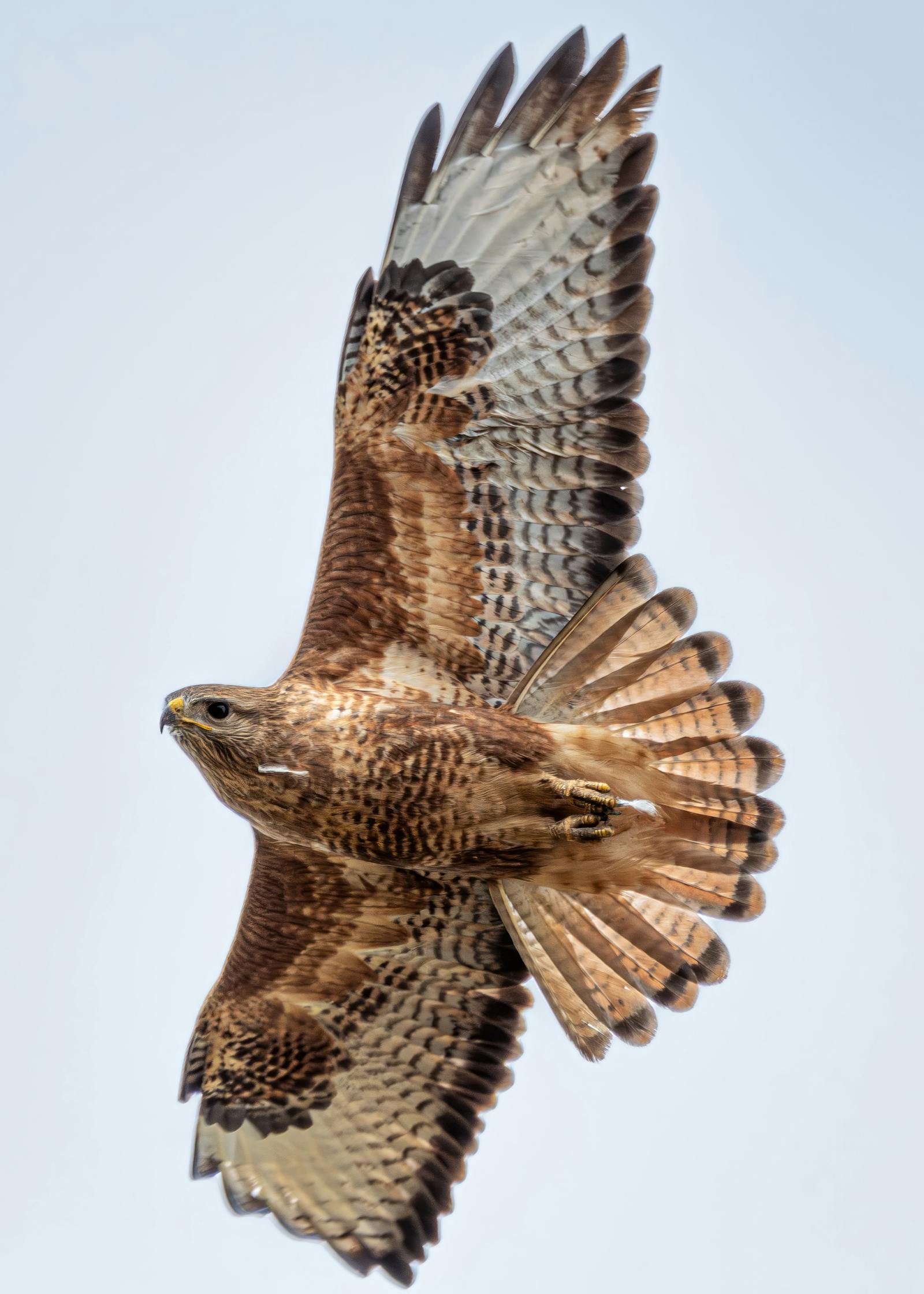 Falcon Flying Photos, Download The BEST Free Falcon Flying Stock Photos ...