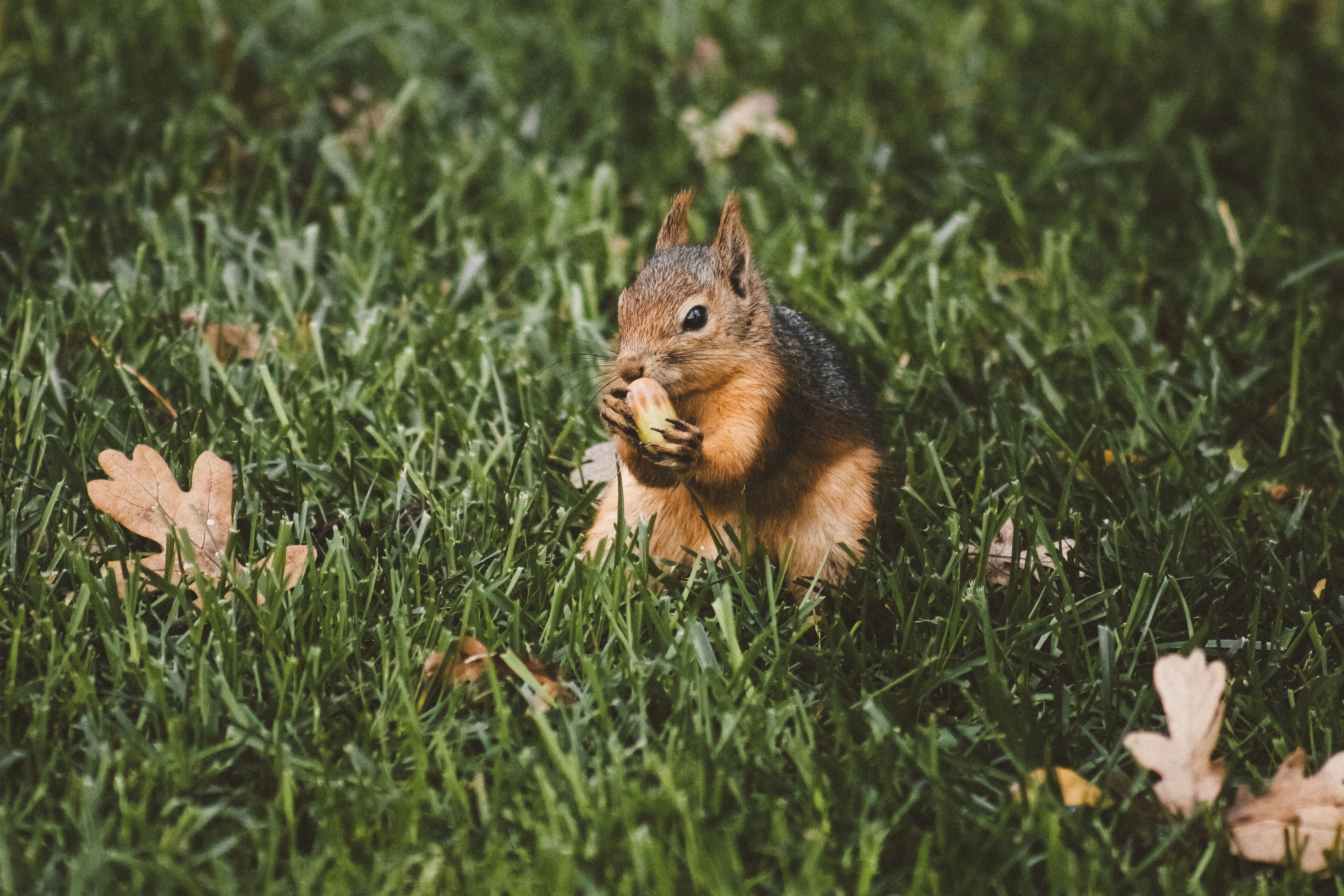 Squirrel with Food in Grass · Free Stock Photo