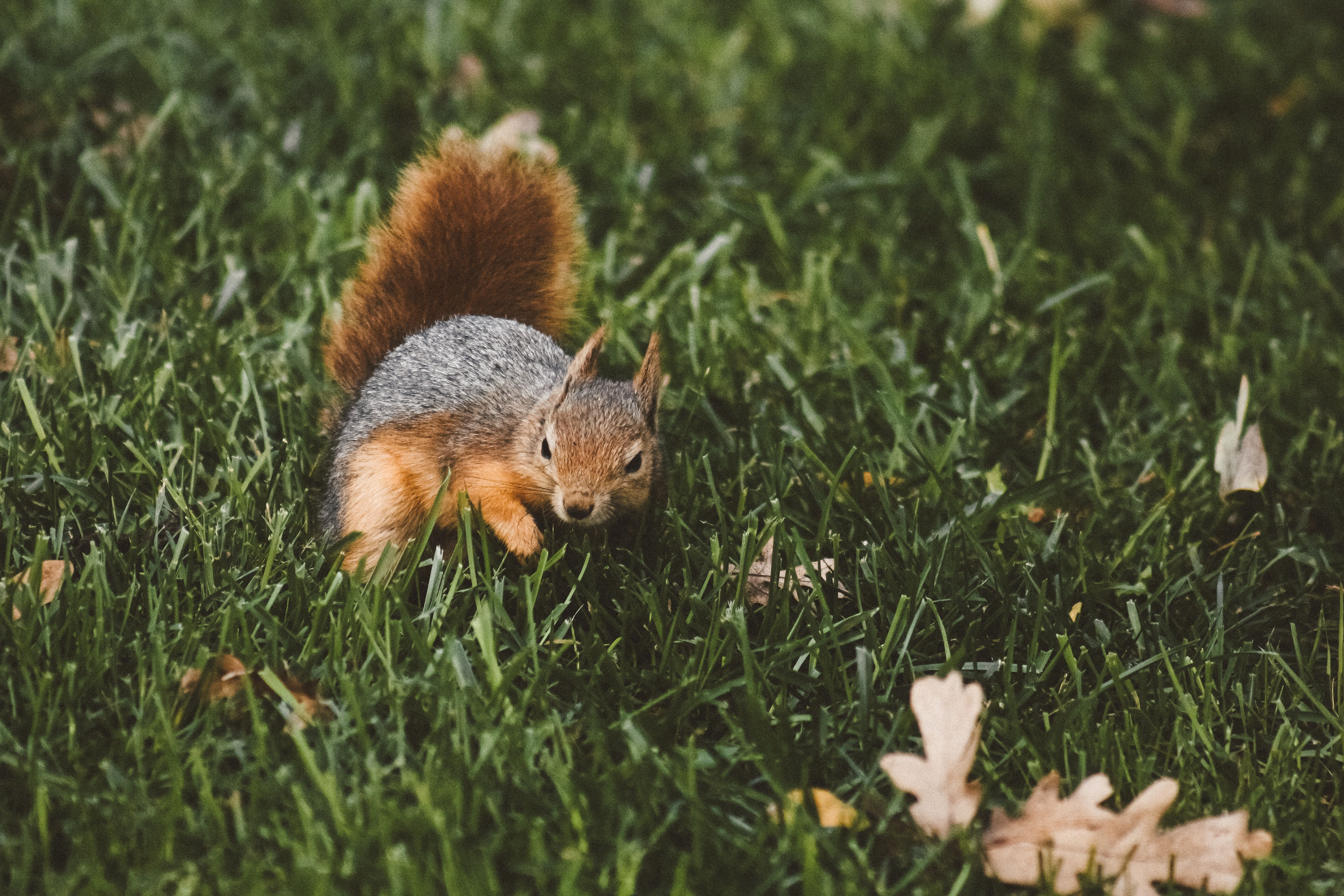 Cute Fluffy Squirrel · Free Stock Photo