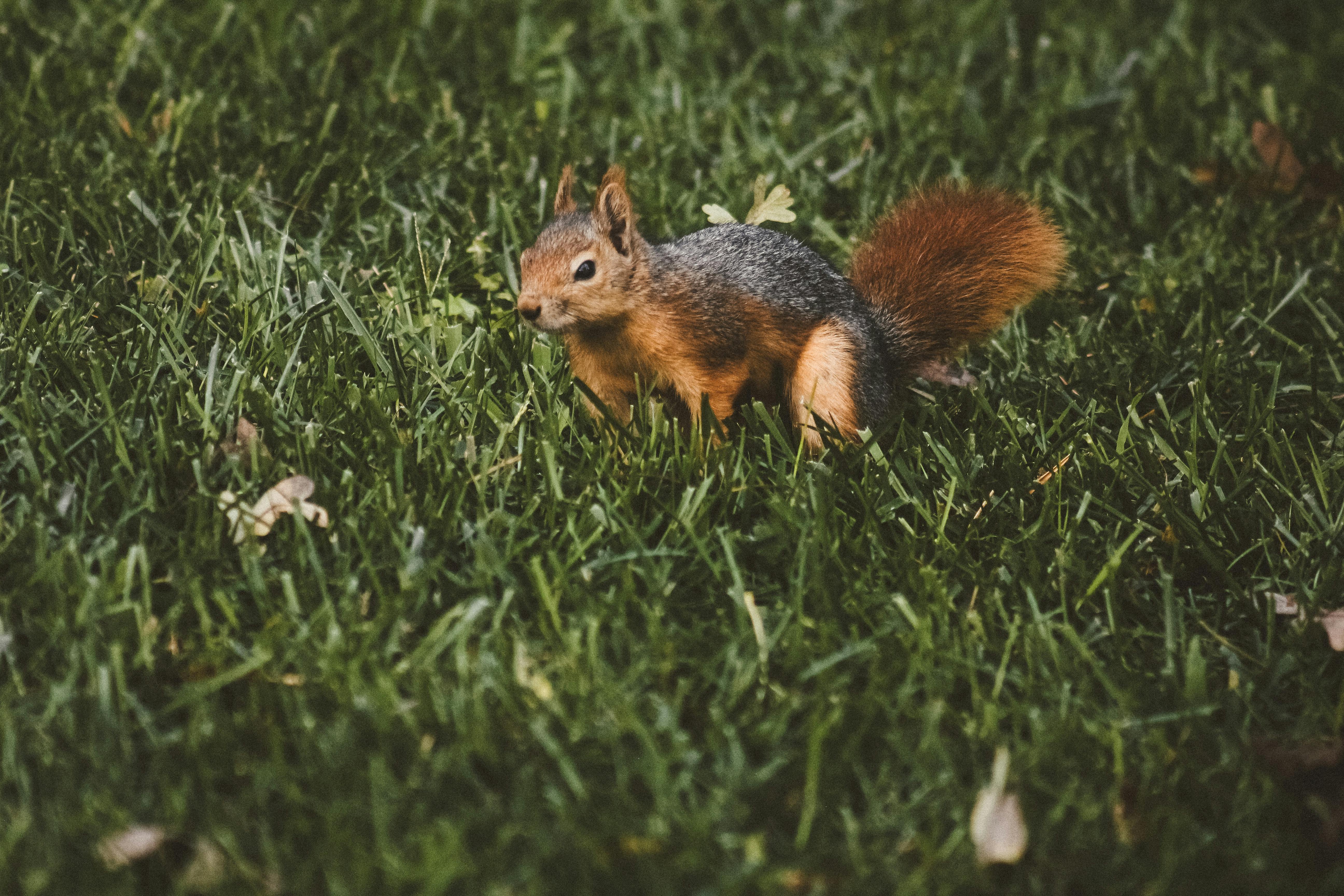 Squirrel on Lawn · Free Stock Photo