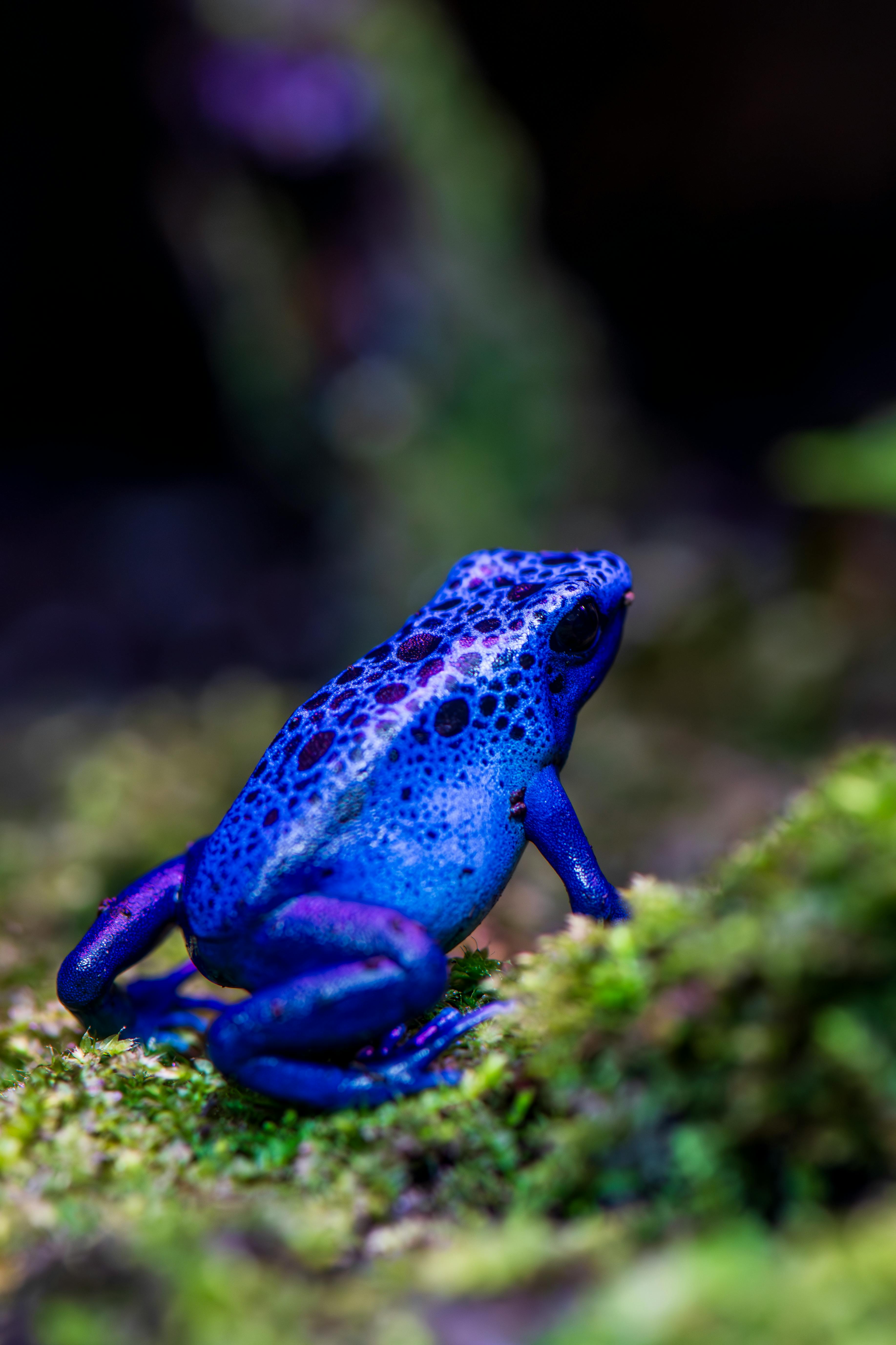 Photo gratuite de amphibien, amphibiens, biofluorescence, bleu vif ...