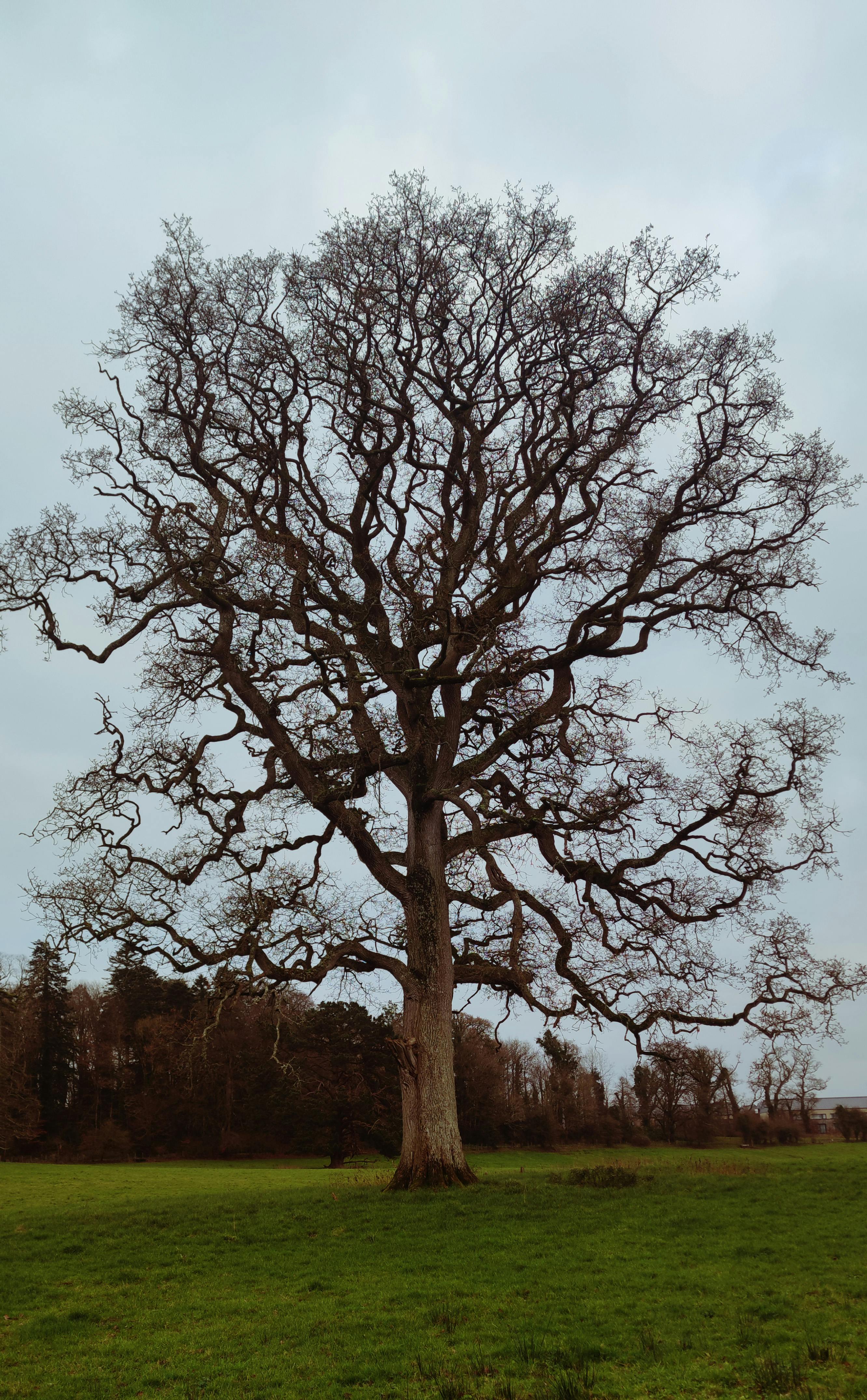 Barren Tree in Countryside · Free Stock Photo