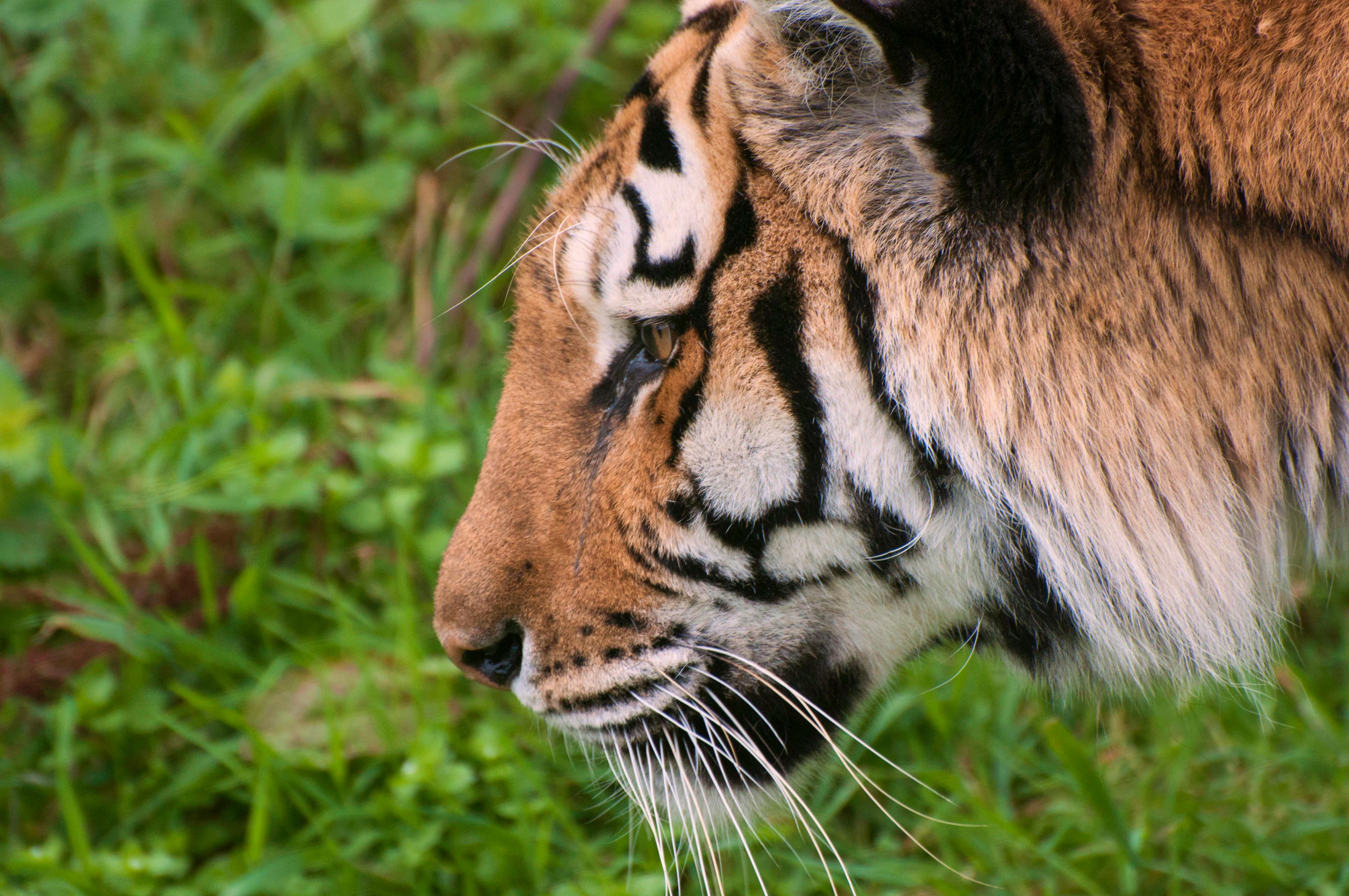 Tiger Face (side on, close up) · Free Stock Photo