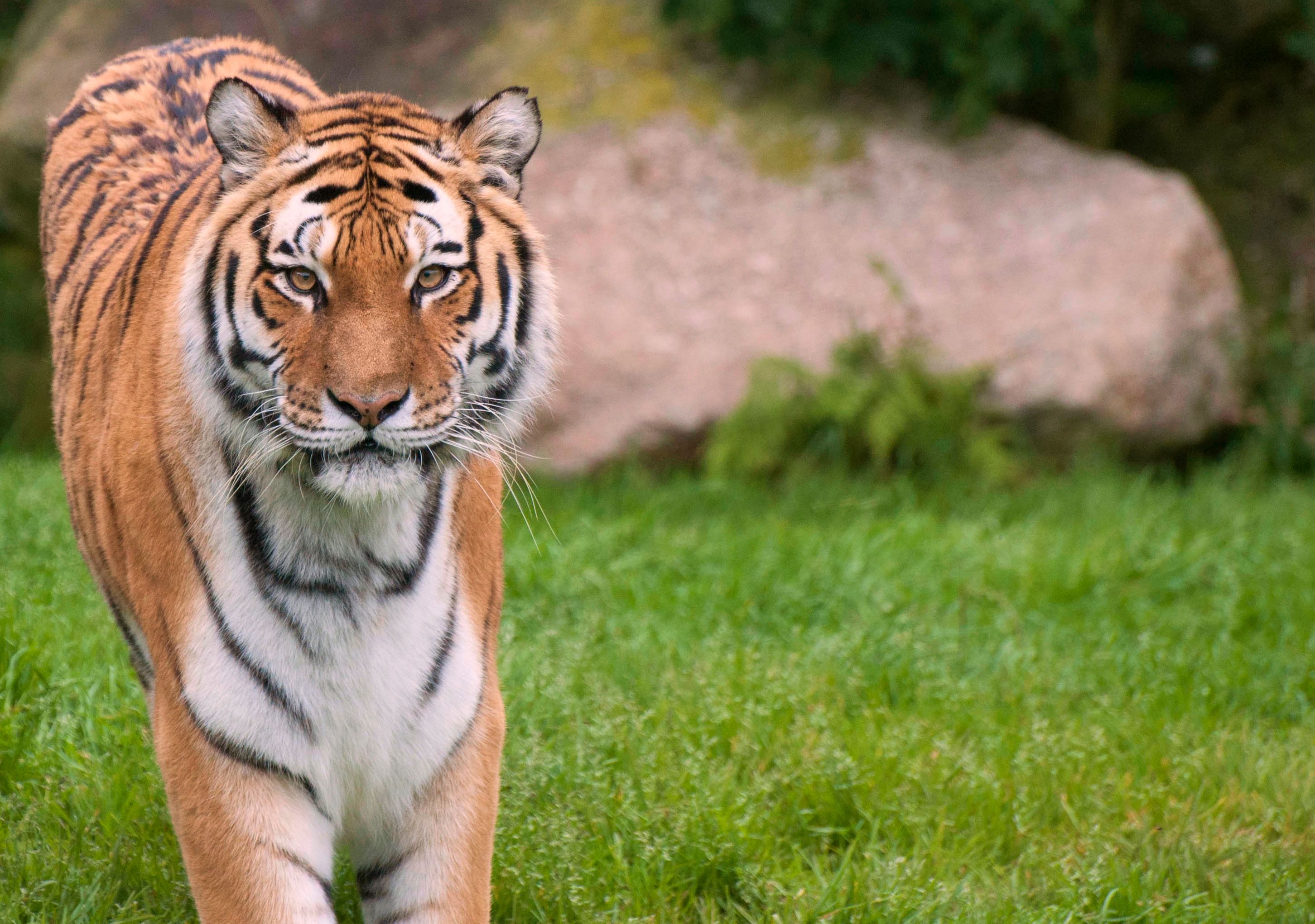 Tiger in Nature · Free Stock Photo